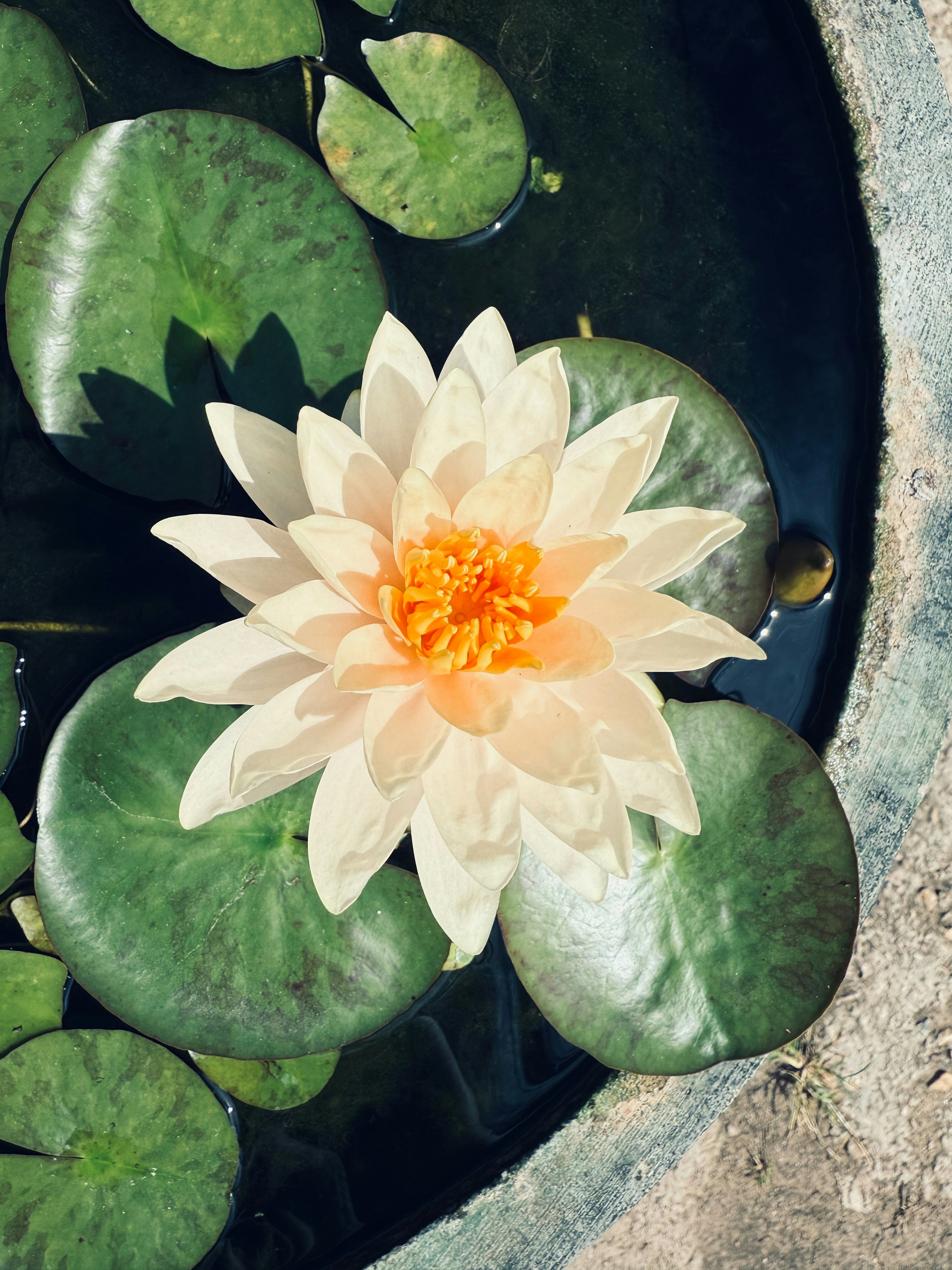 Floating Blossom: A Waterlily Majestic in a Circular Pond