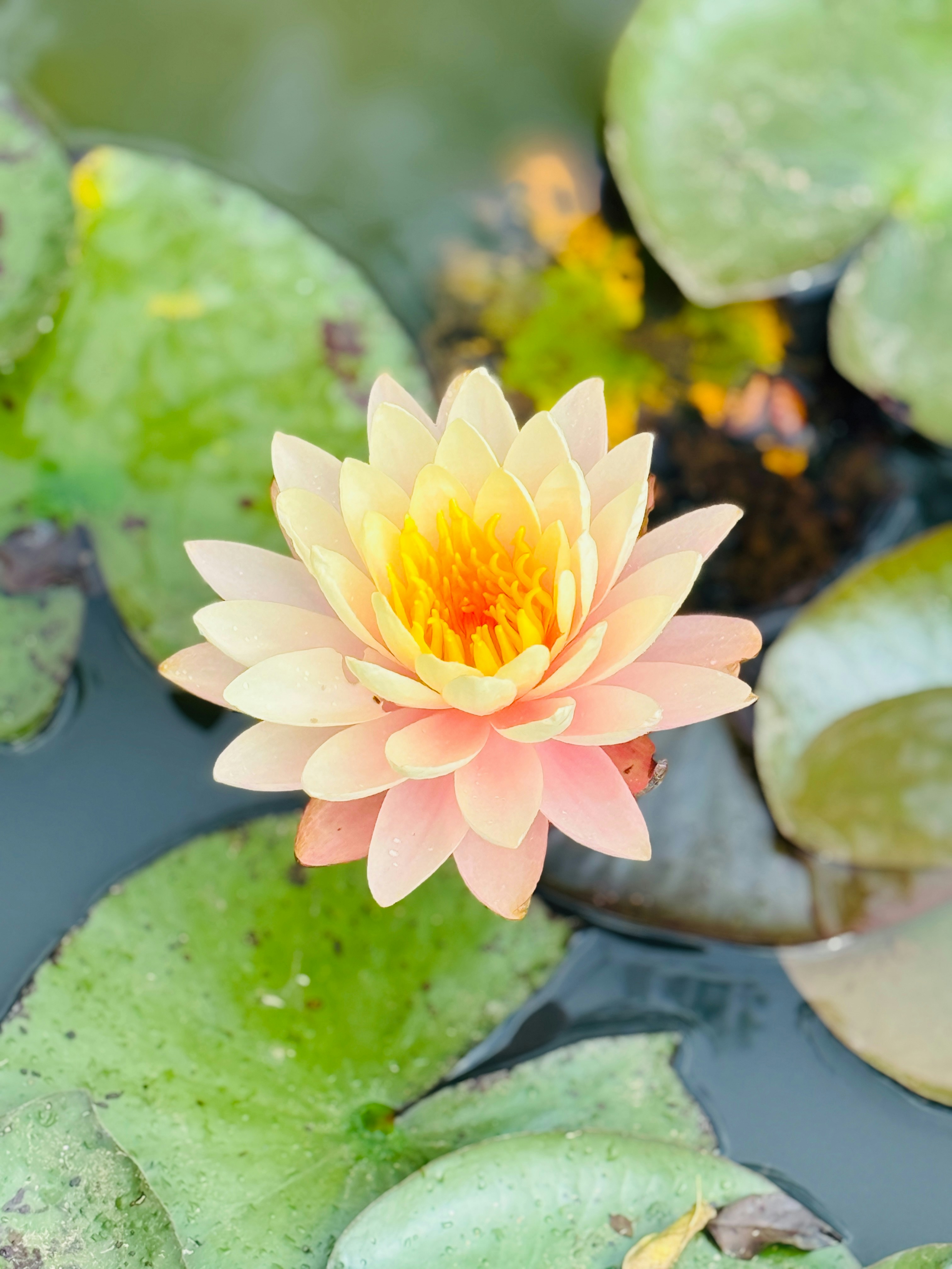 Golden Lily by the Water's Edge