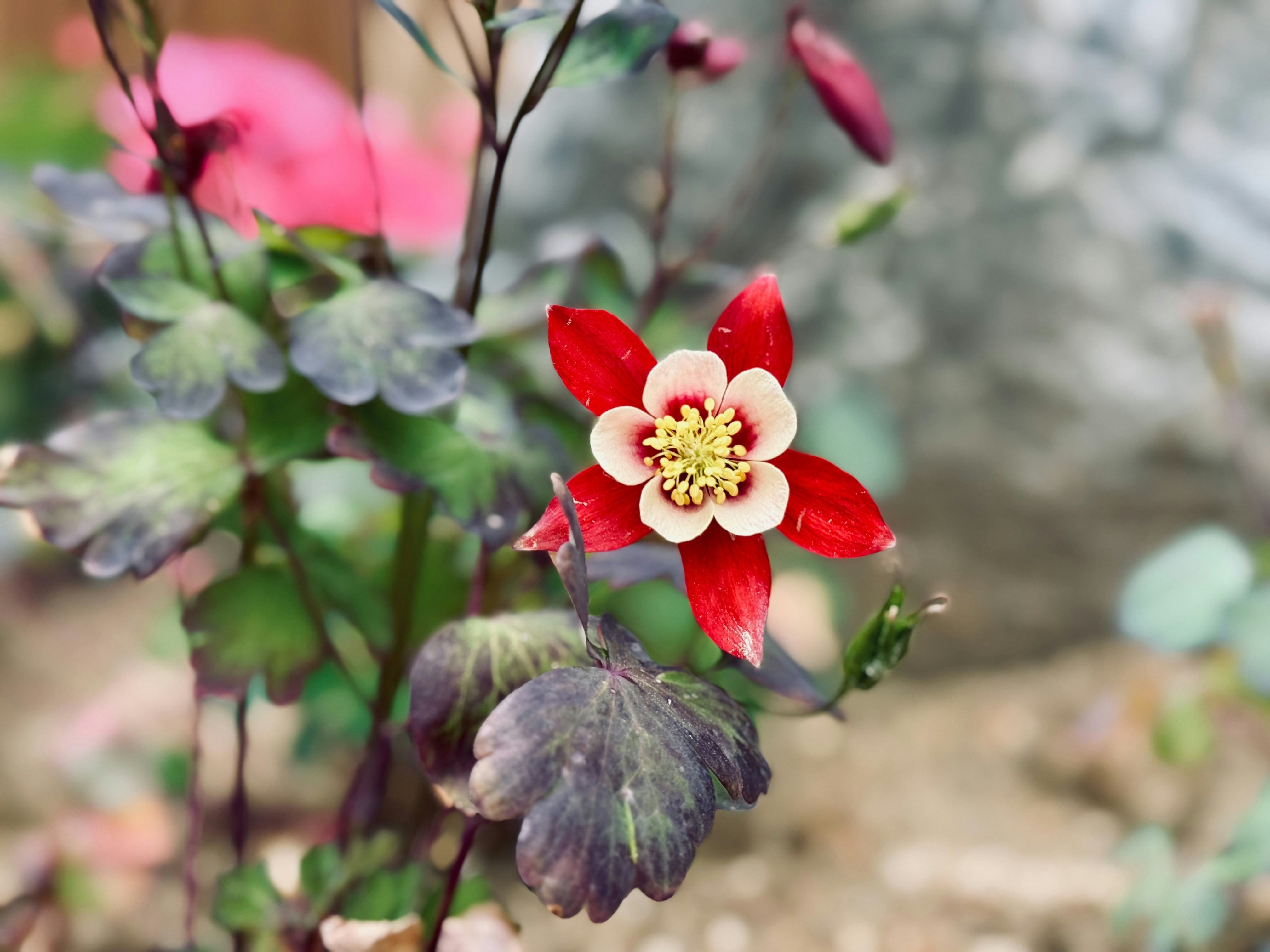 A vibrant red and white flower with green leaves.