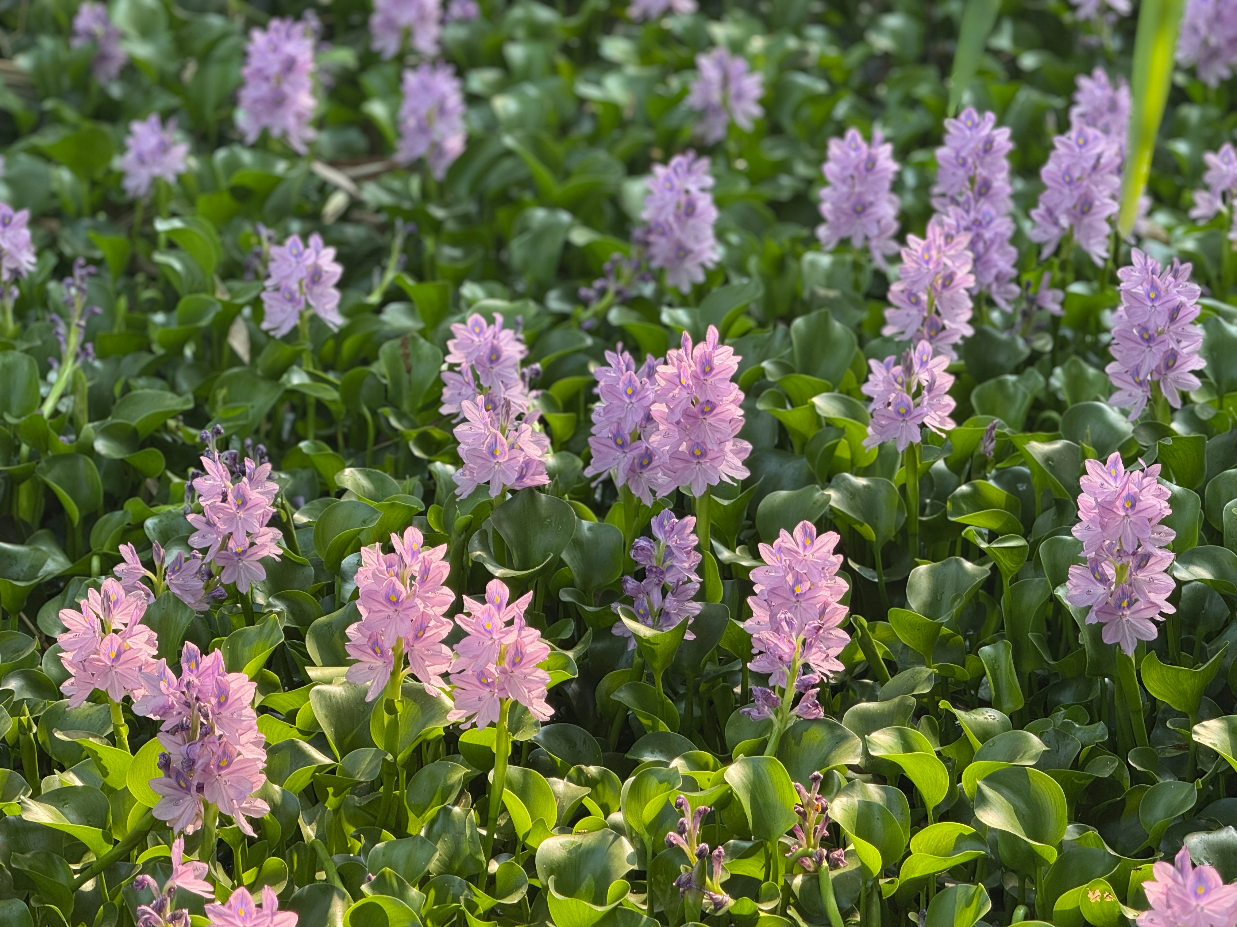 Soft lavender bloom carpet under summer light