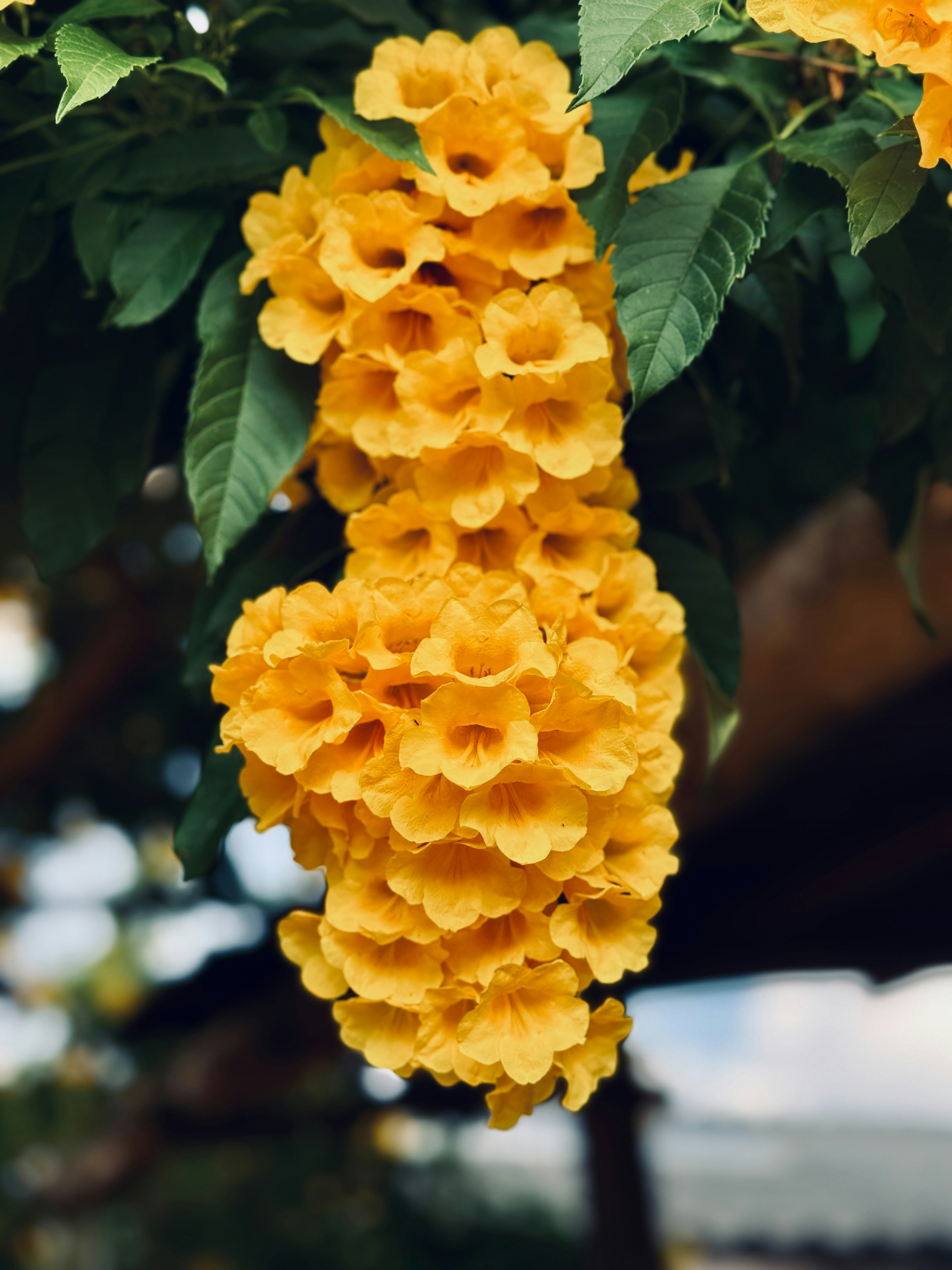 Golden Cascade: A Ruffle of Sunshine Blossoms