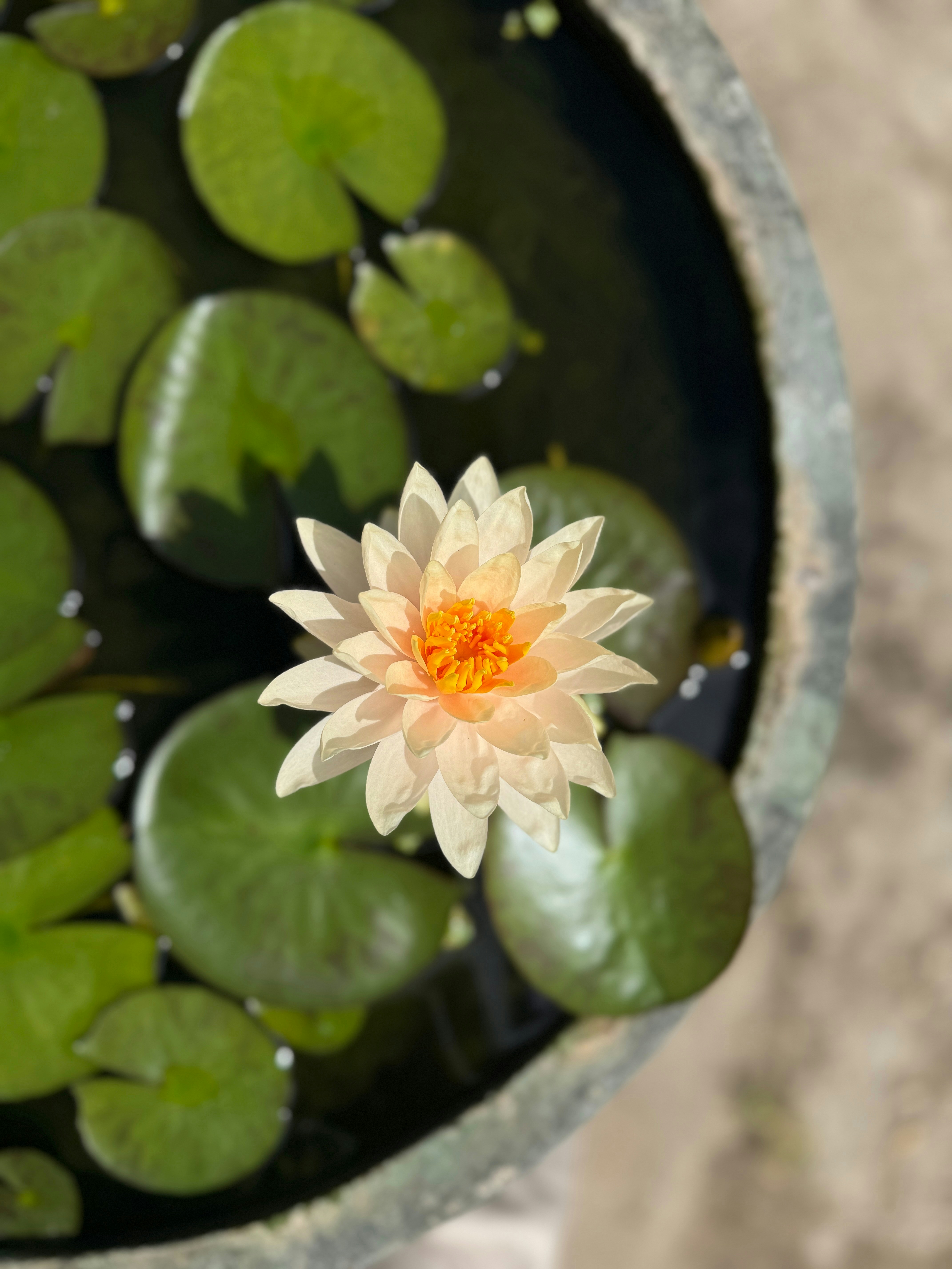 Floating Peony in a Circular Pond
