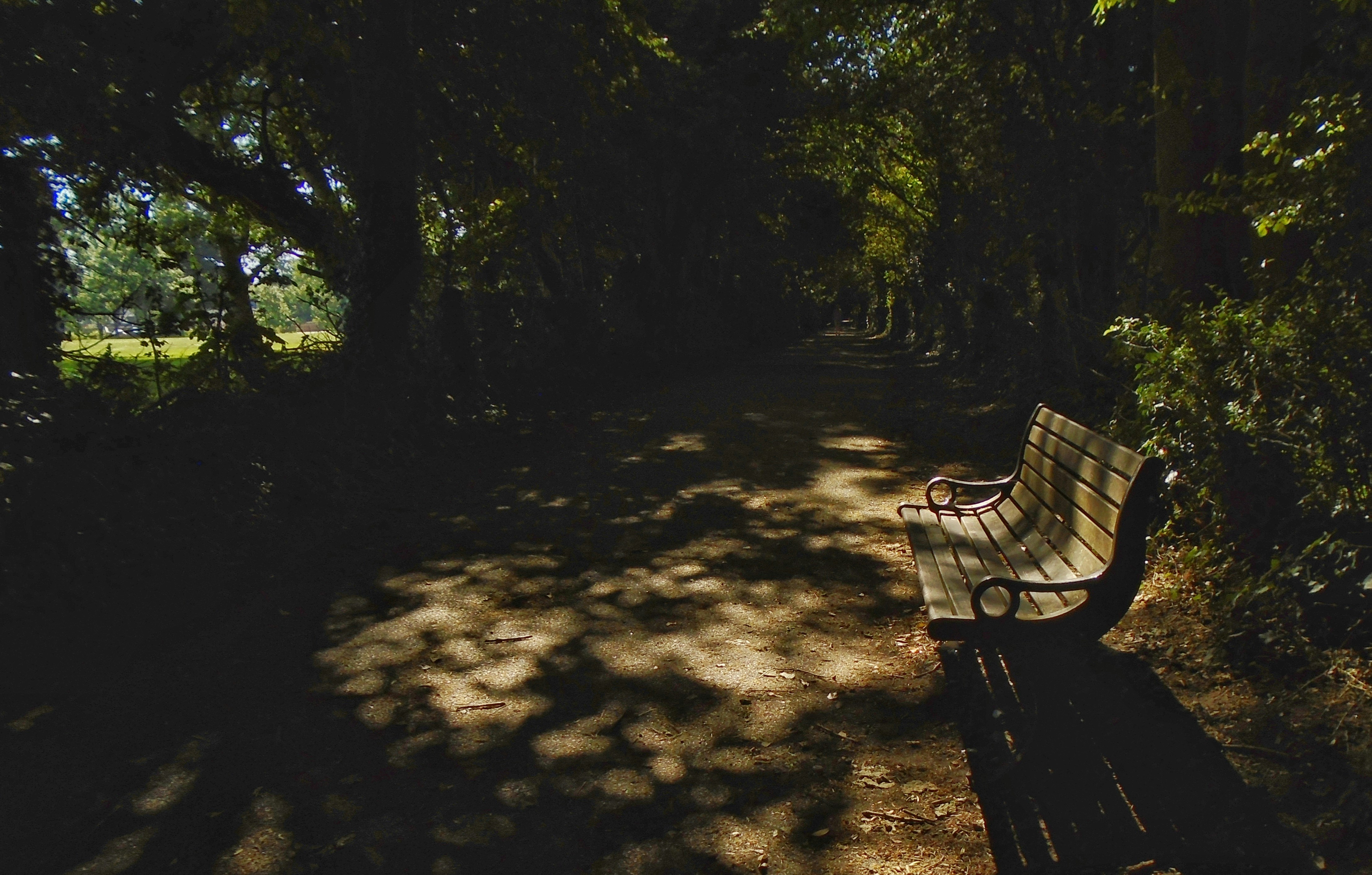 Sunlit Bench in a Quiet Park Corridor