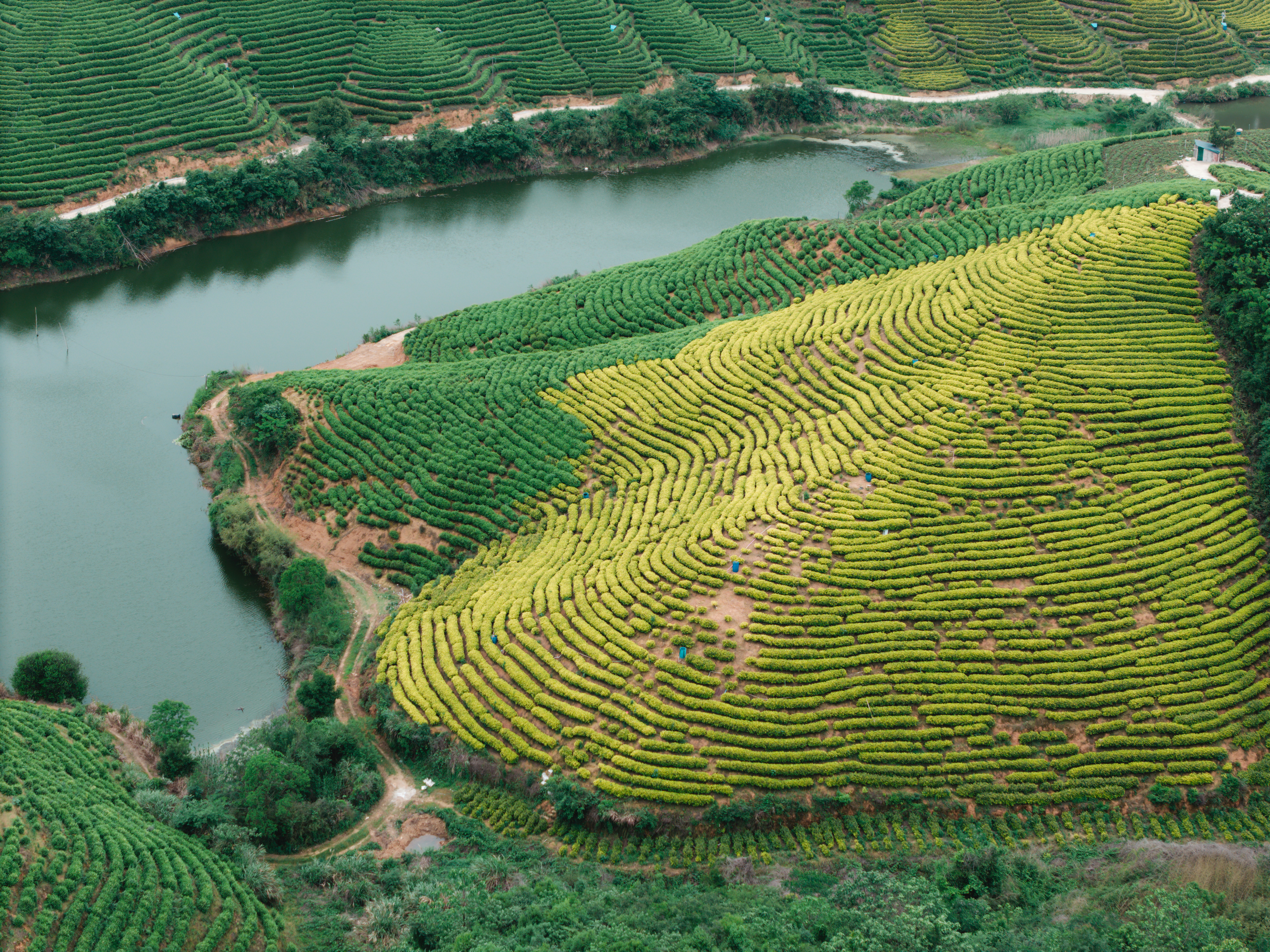 中国乡村 茶山 湖口都昌