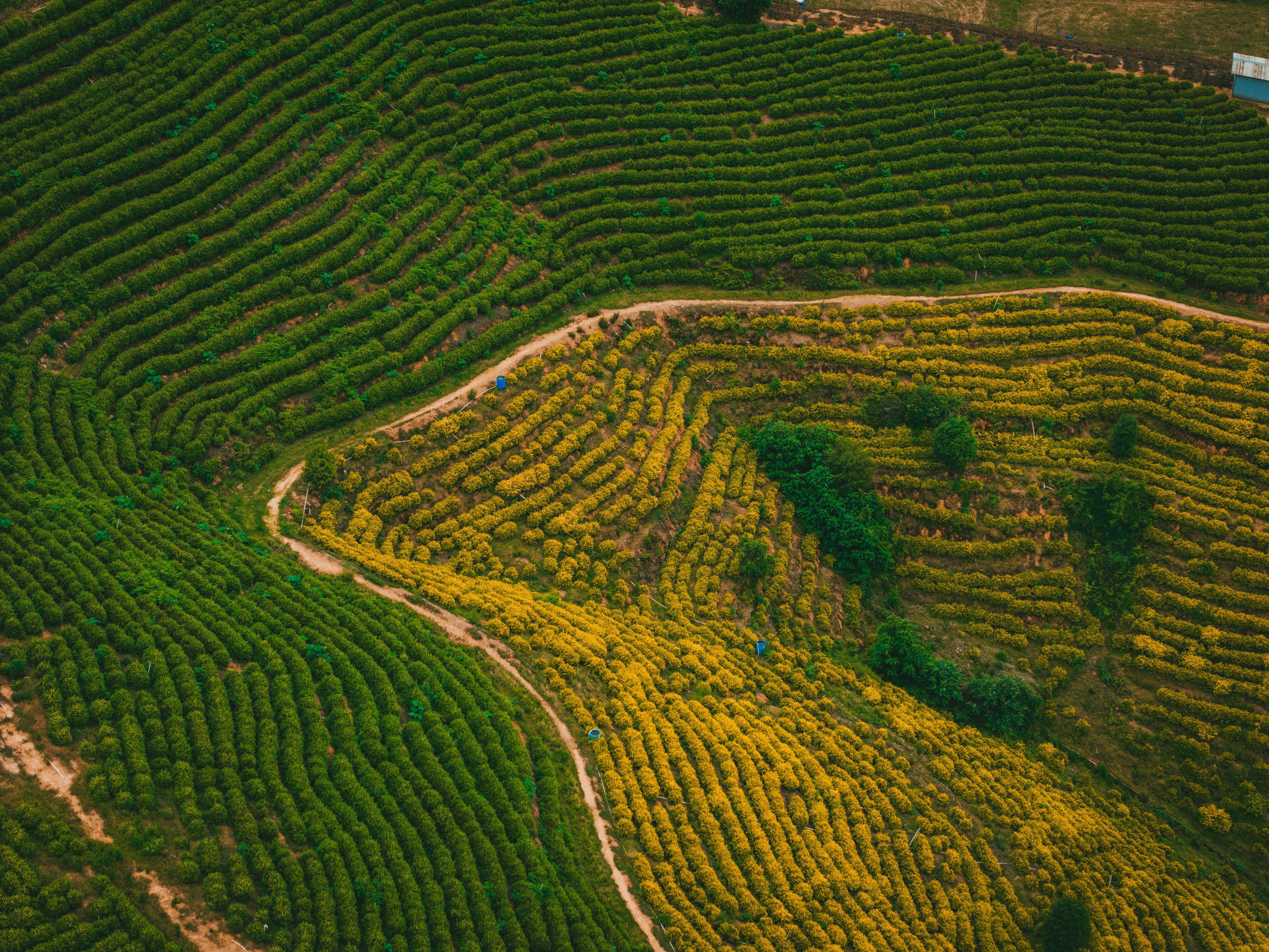 Terraced Harvest: A Skyward Blend of Green and Gold