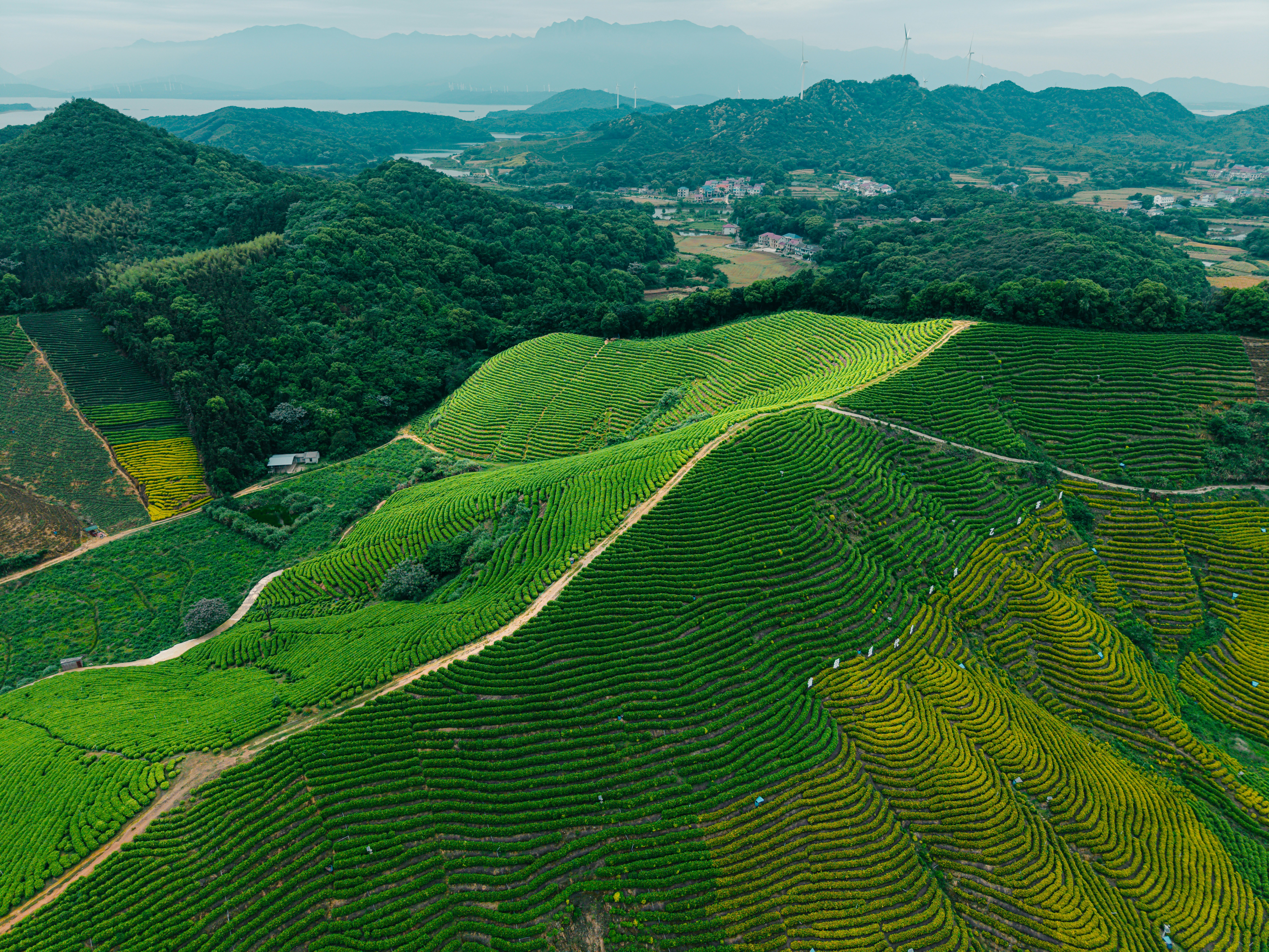 中国乡村 茶山 湖口都昌