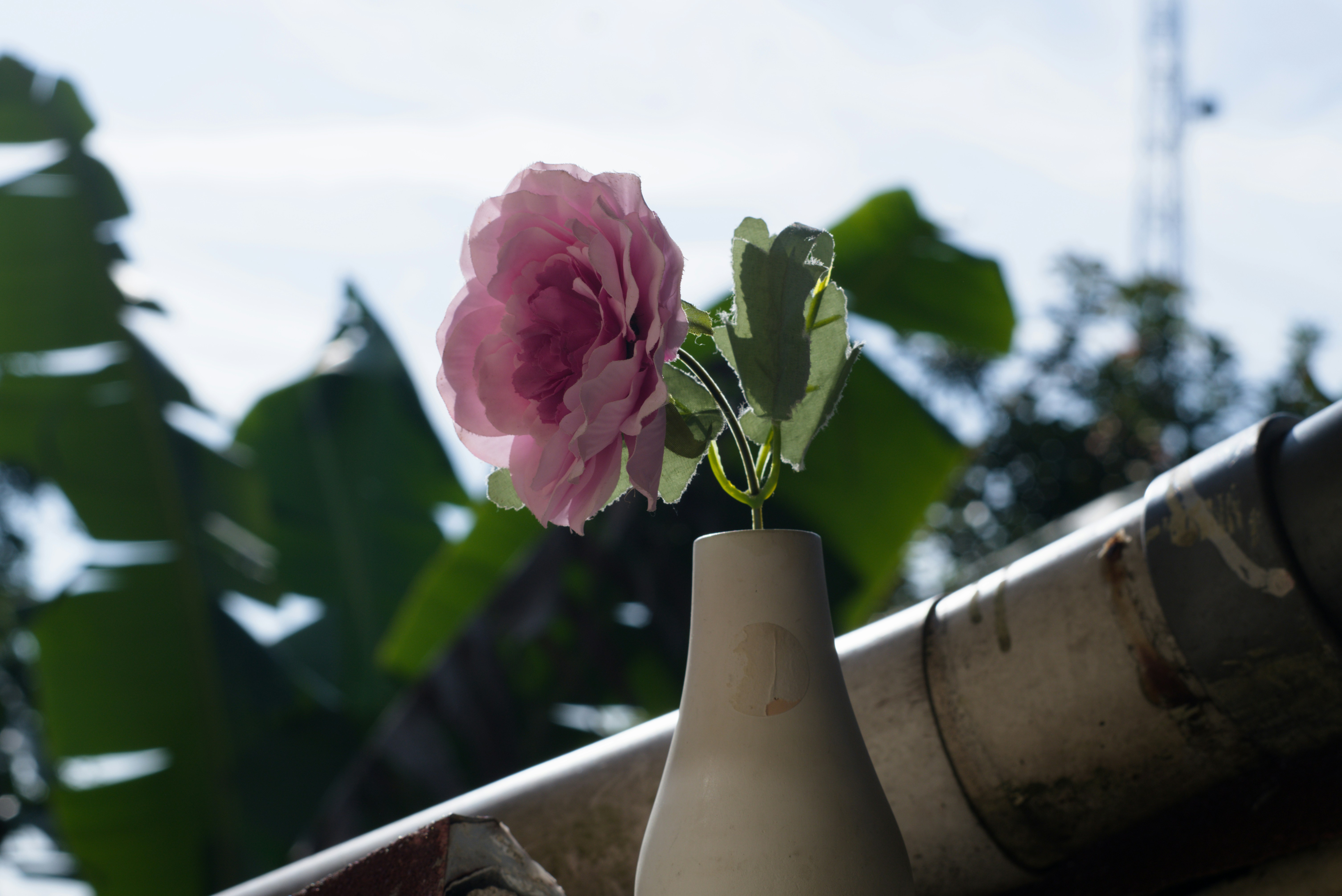 Pink bloom in a minimalist still life with a clay vase