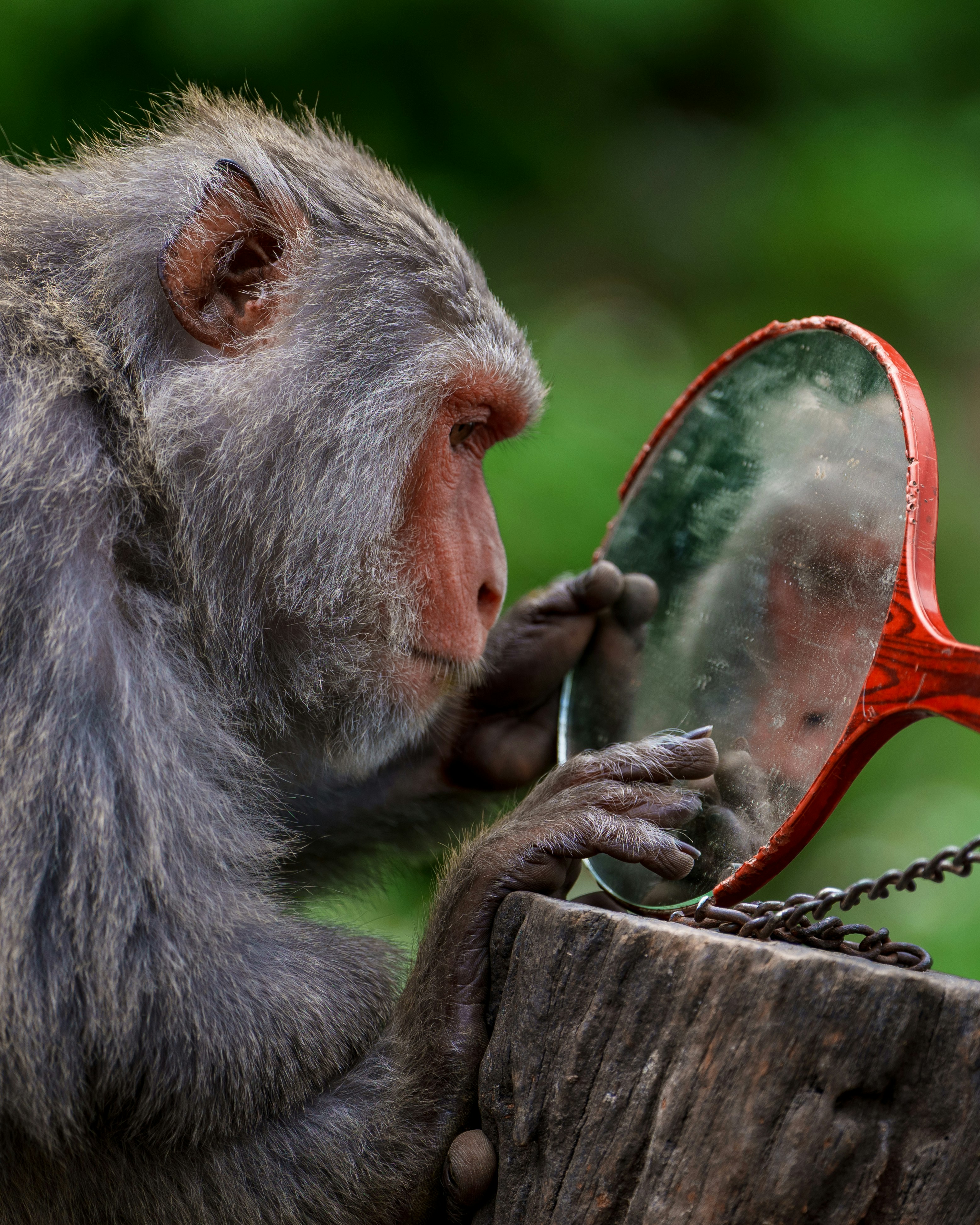 Prime Focus: A curious macaque inspecting a mirror on a weathered stump