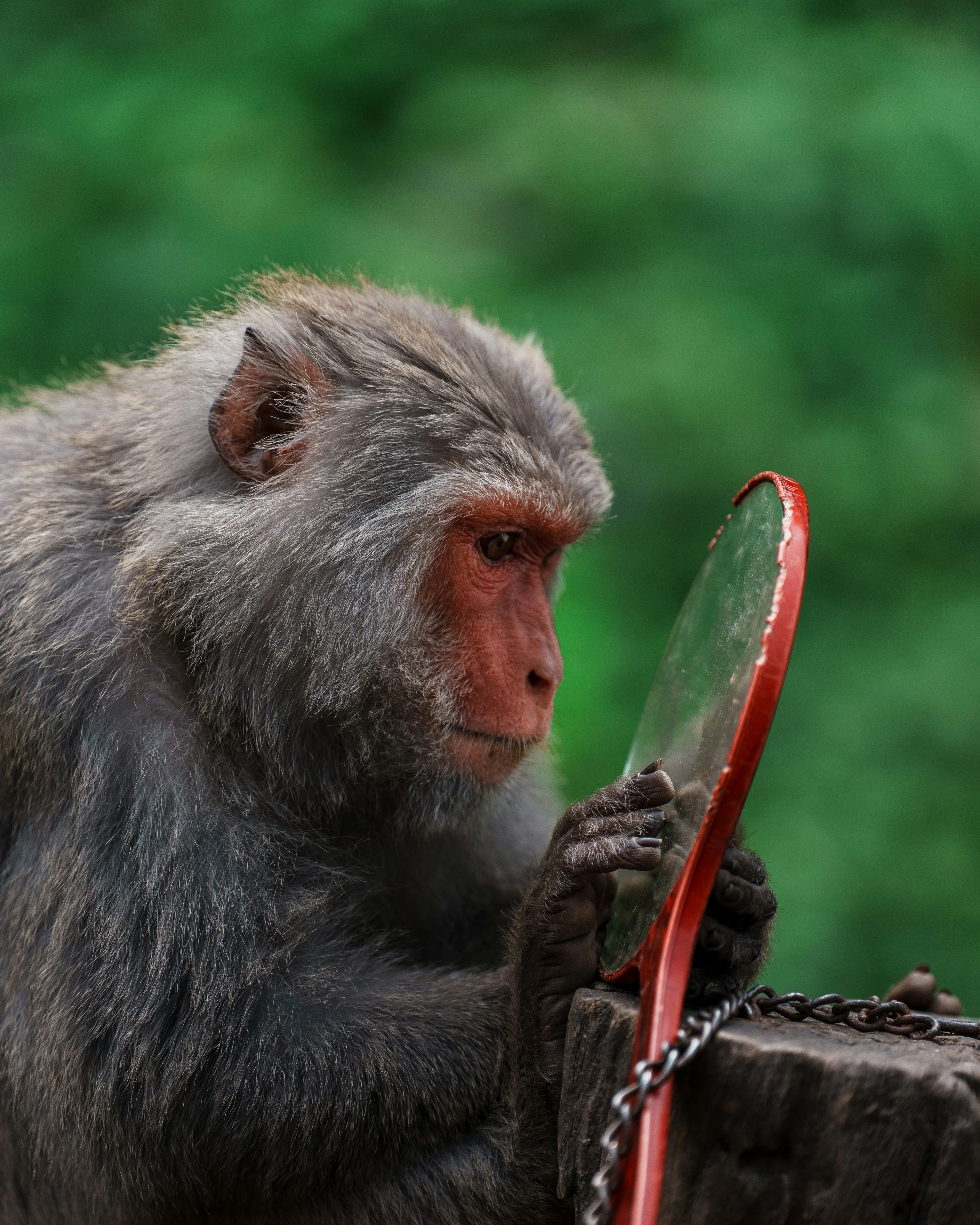 Tempting Gaze: Monkey and the Mirror