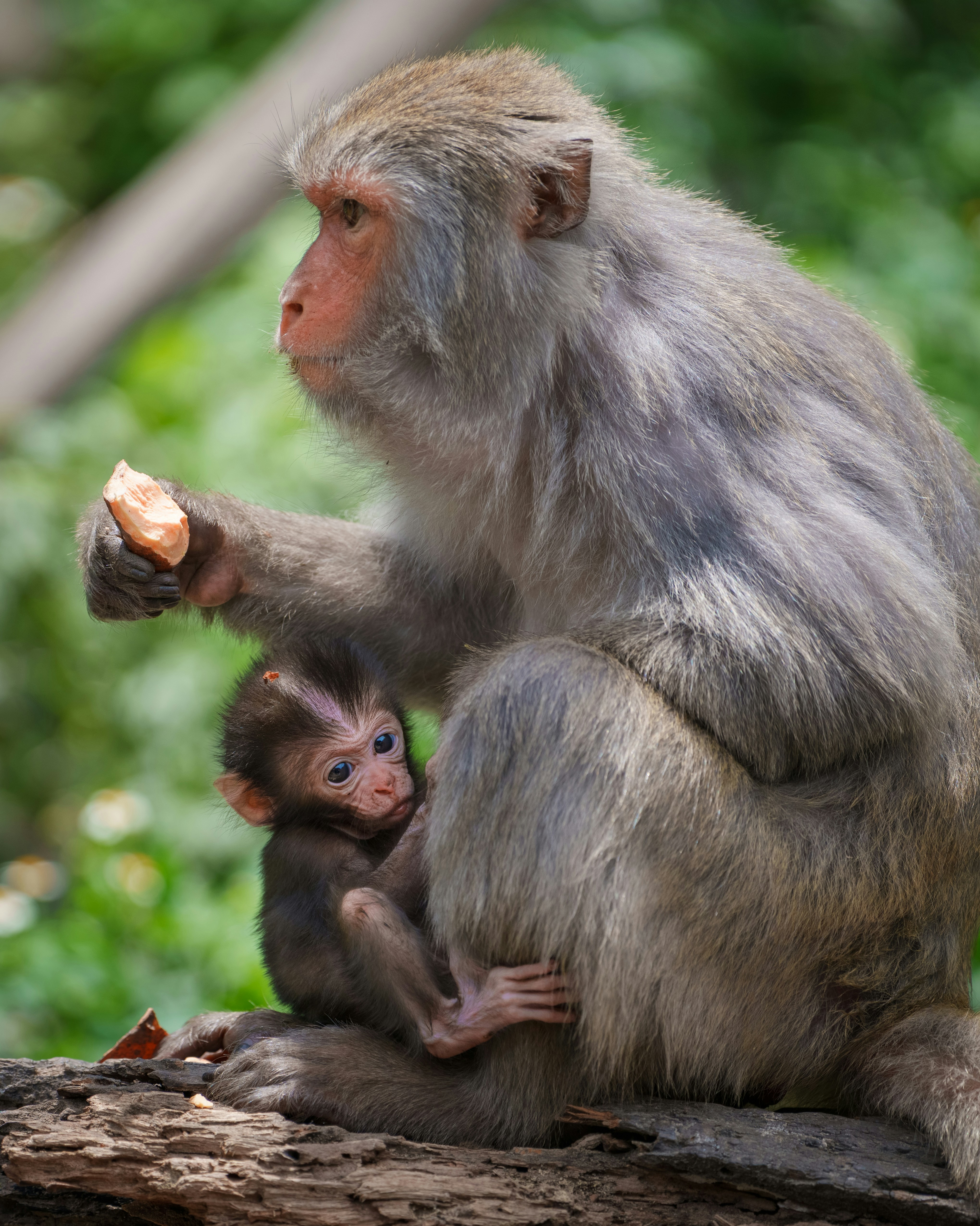 Mother Monkey and Infant: A Quiet Moment Amid Foliage