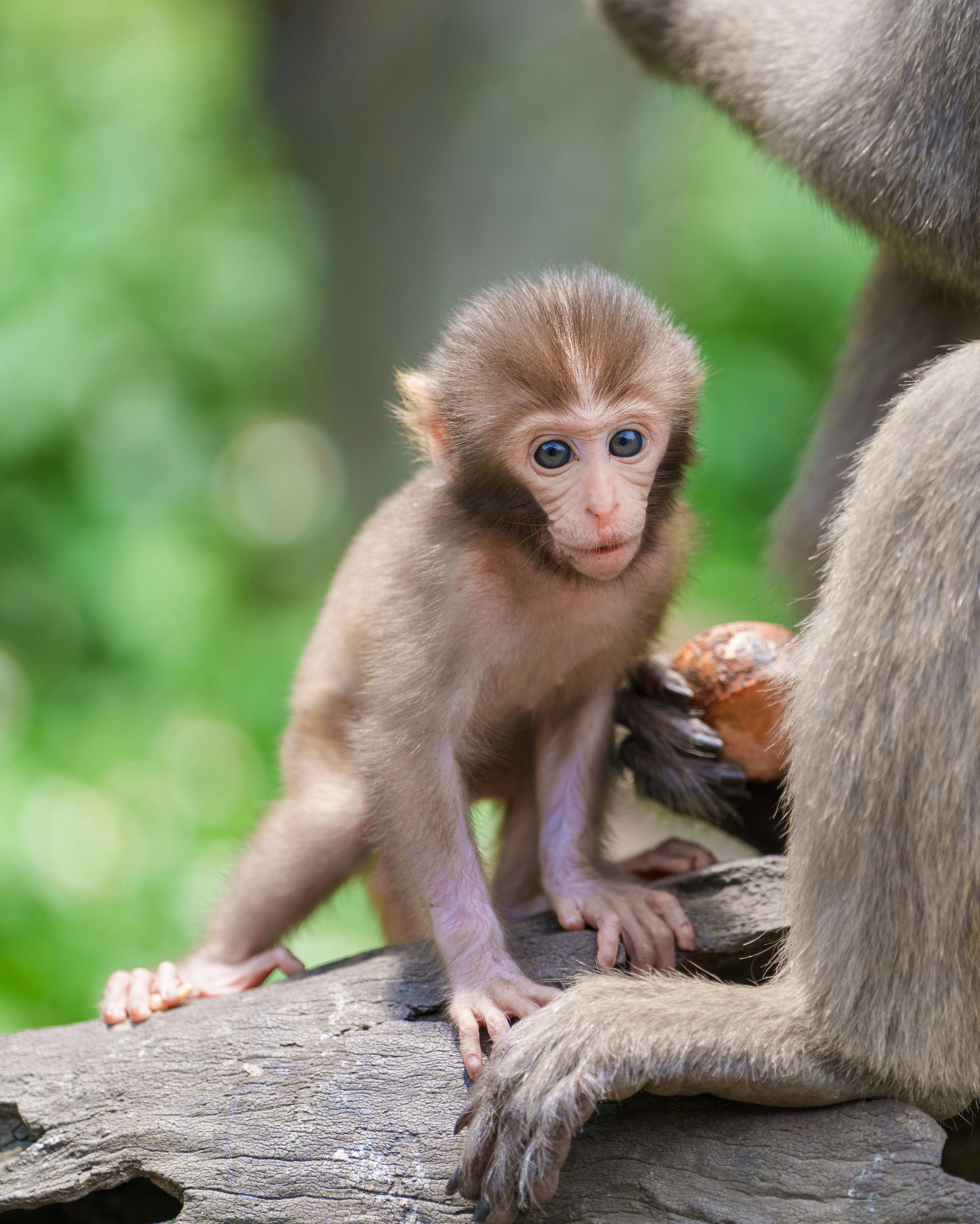 Tiny Monkey, Big Look: A Baby Squirrel Monkey Examines the World