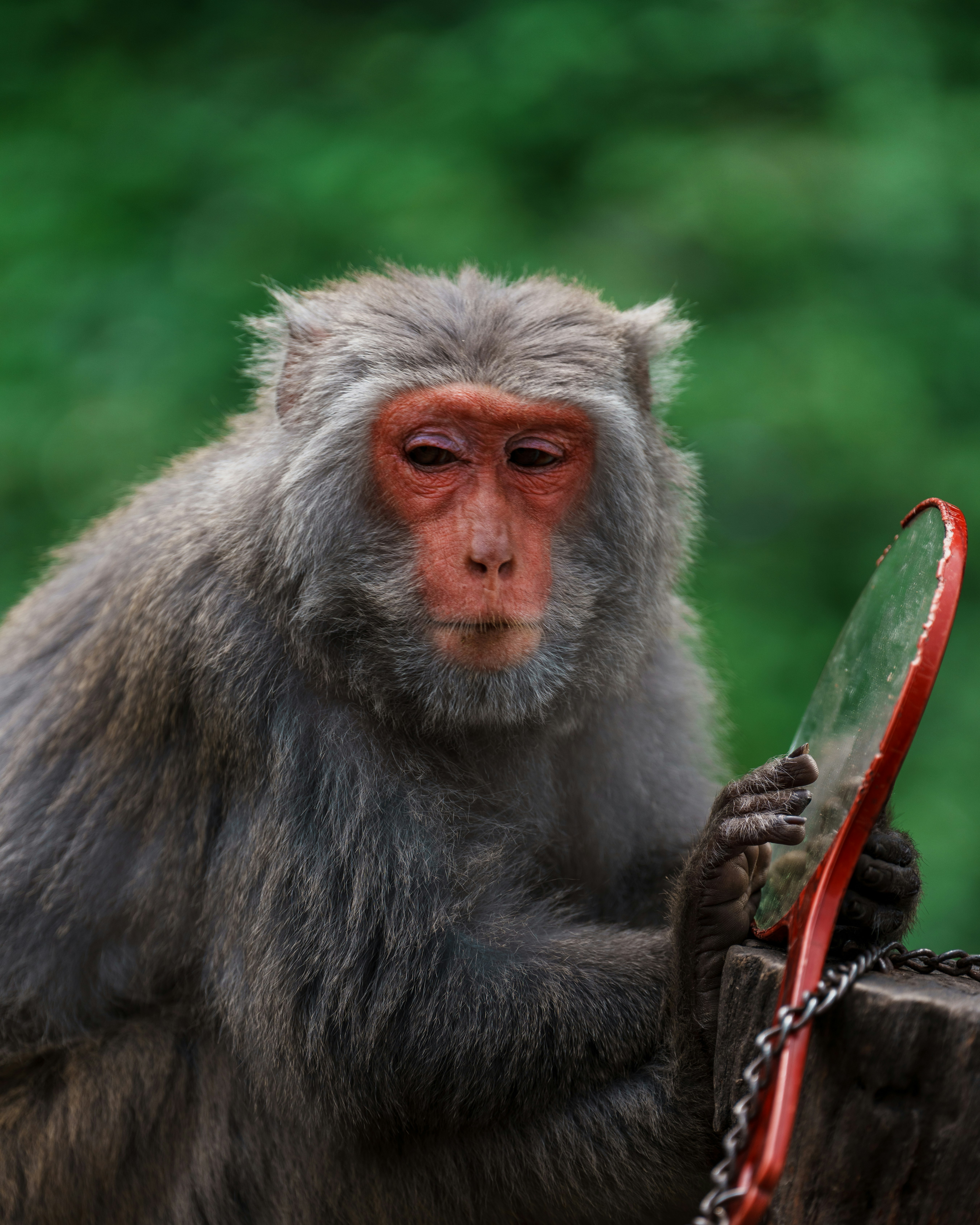 Red-Faced Scribe: A Calm Elder Monkey Pauses with a Mirror
