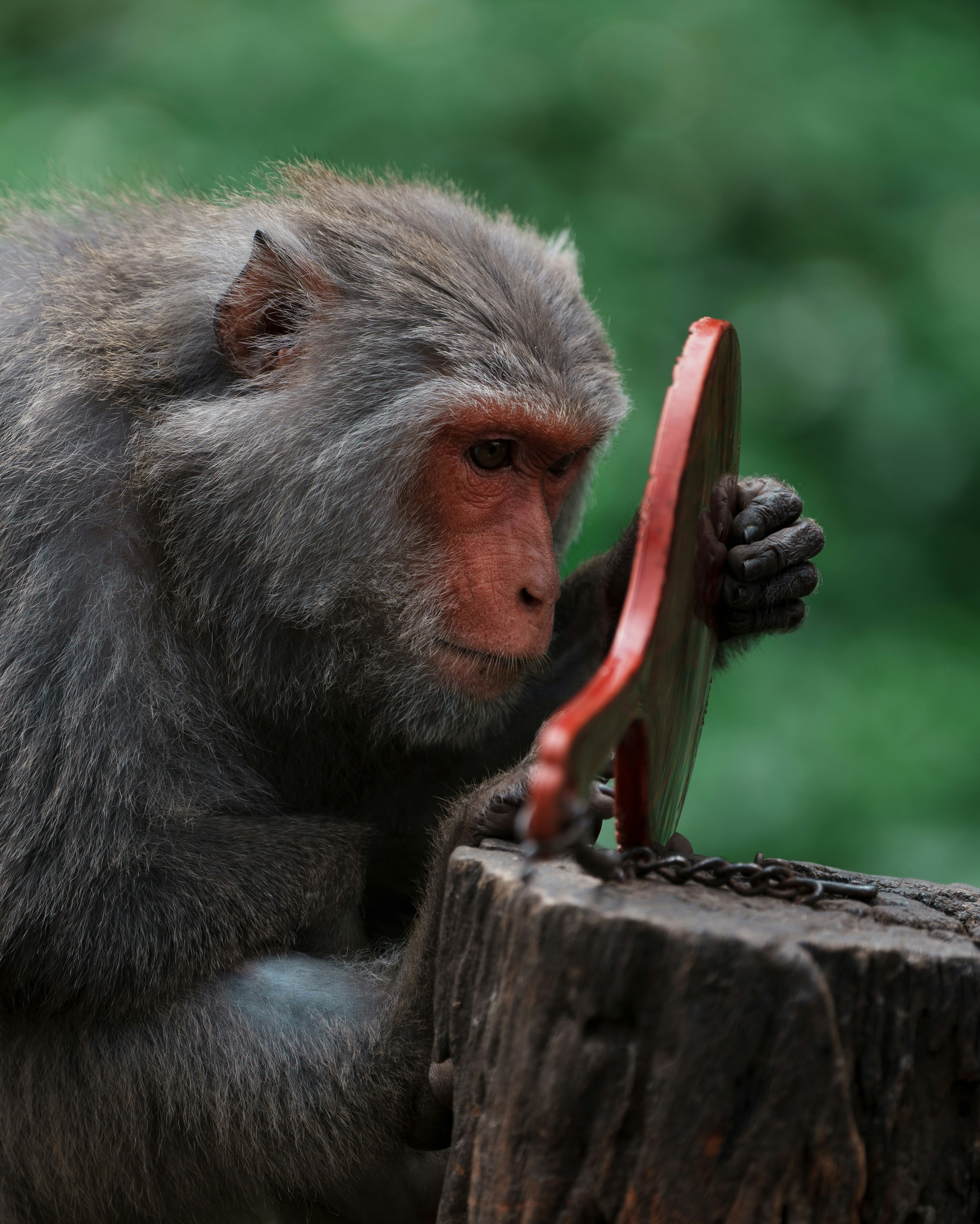 Red-faced Wisdom: Monkey Atop a Worn Log Examines a Shaped Mirror