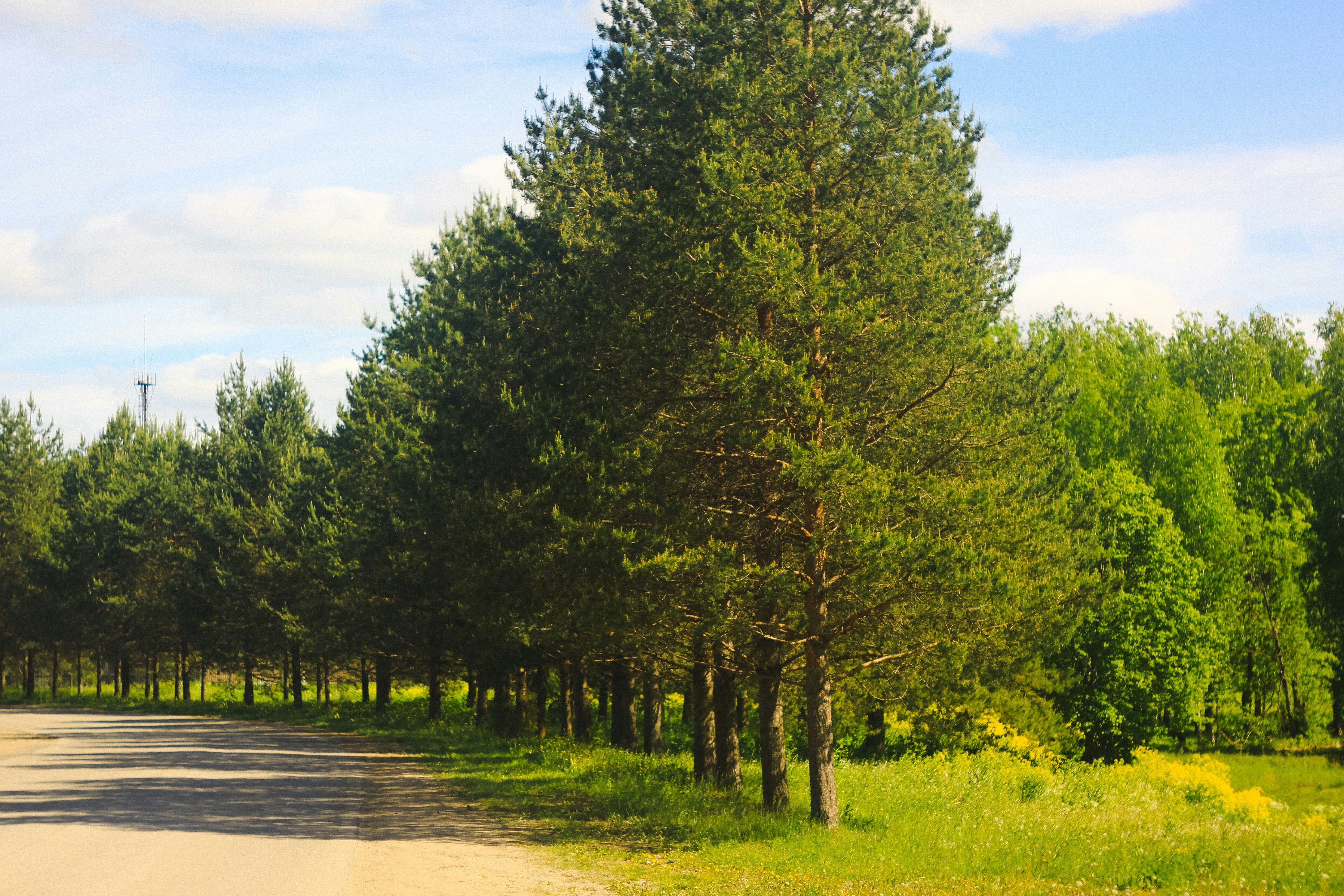 Line of pines Under a Bright Sky Along the Park Road