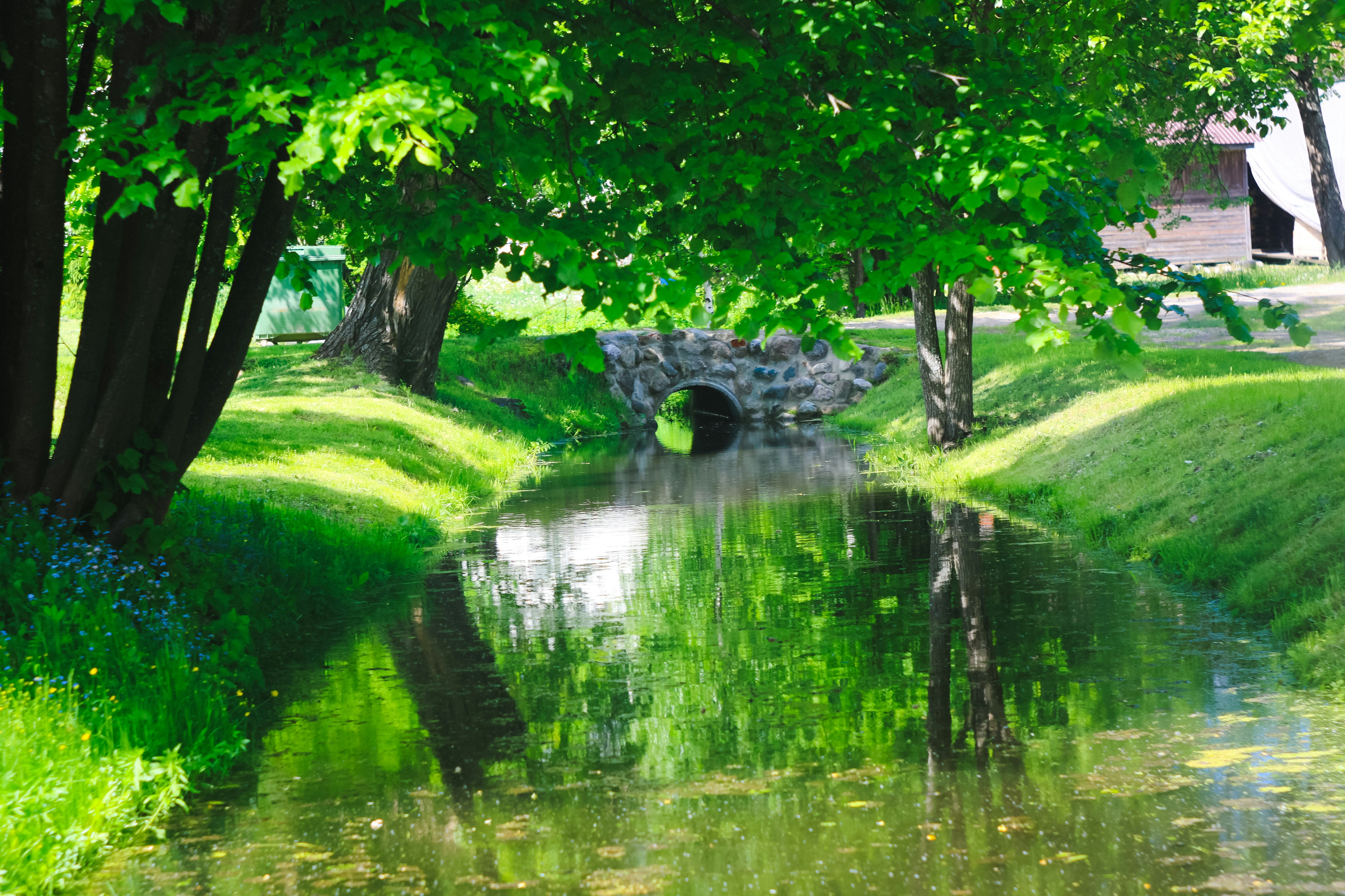 Green Arches Over a Quiet Canal: A Stone Bridge Framed by Willows