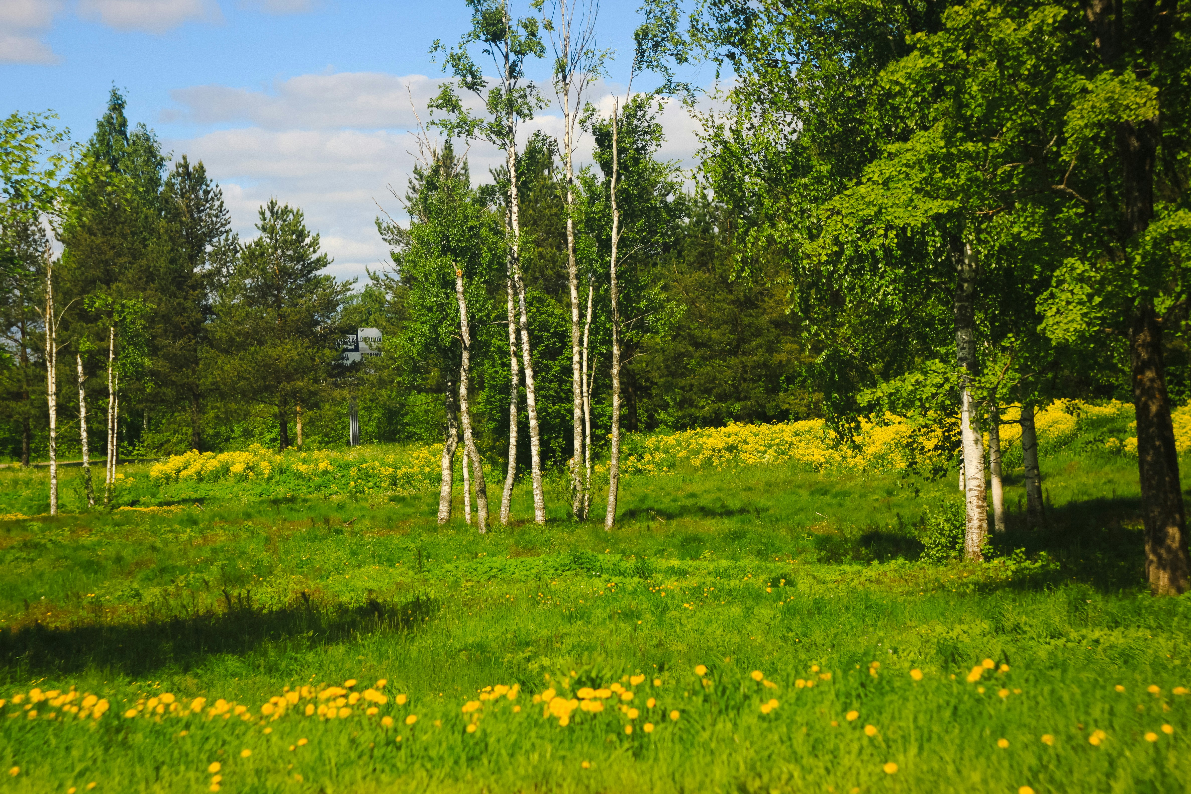 Sunlit Meadow with Birch Trunks and Yellow Wildflowers