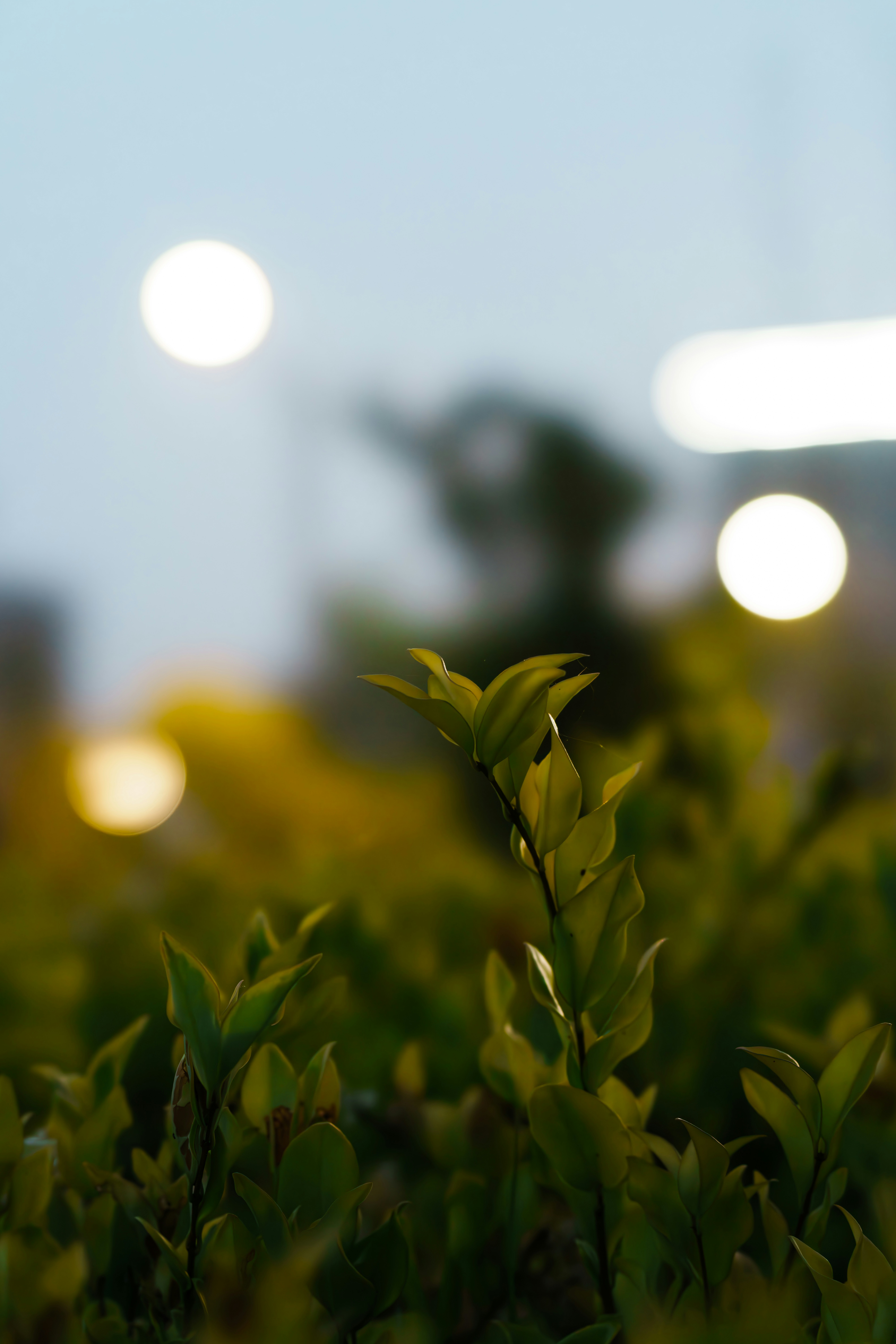 Lush Green Shoot Reaching Toward Evening Lights