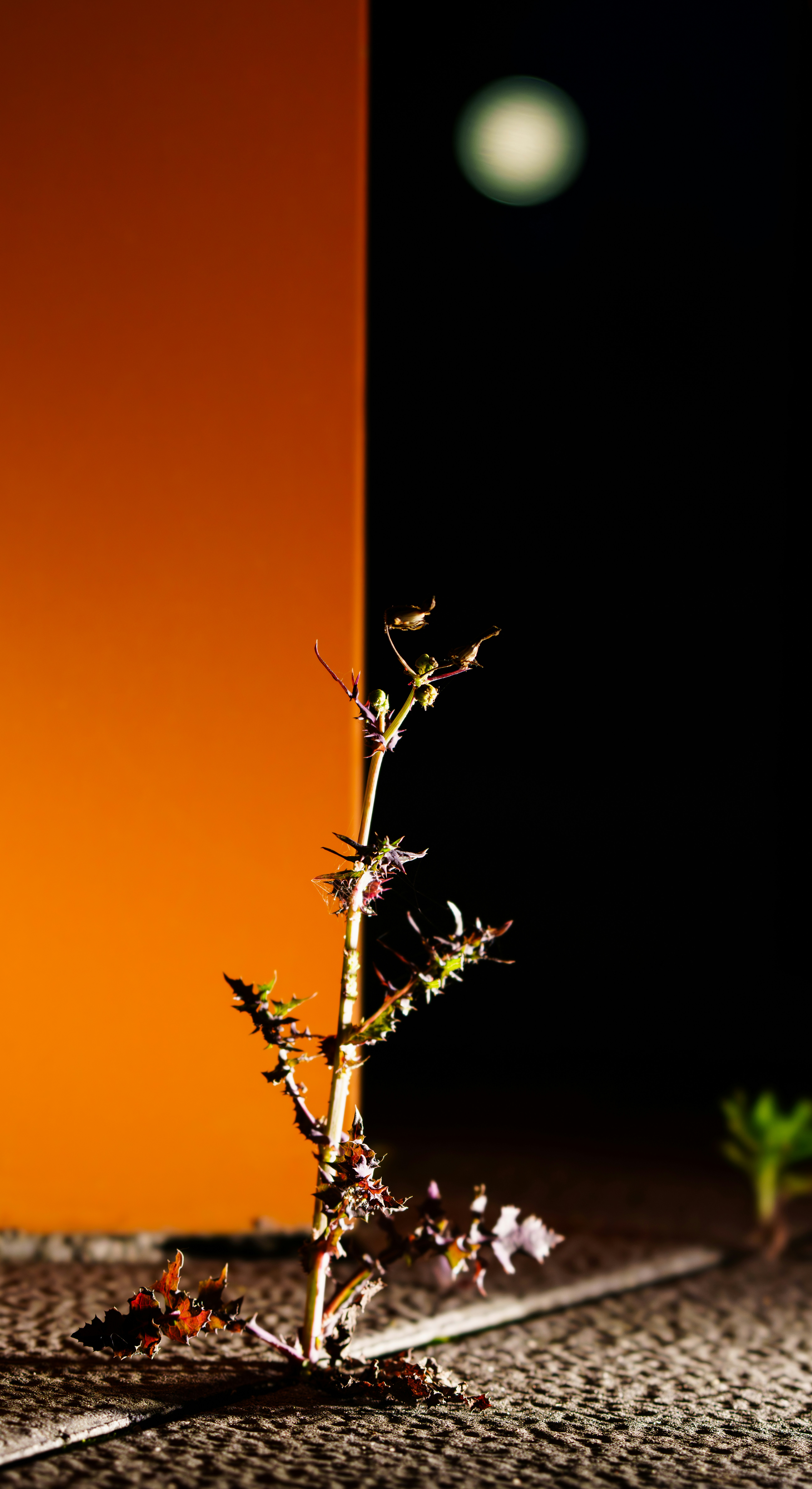 Moonlit Sprout at the Edge of Night
