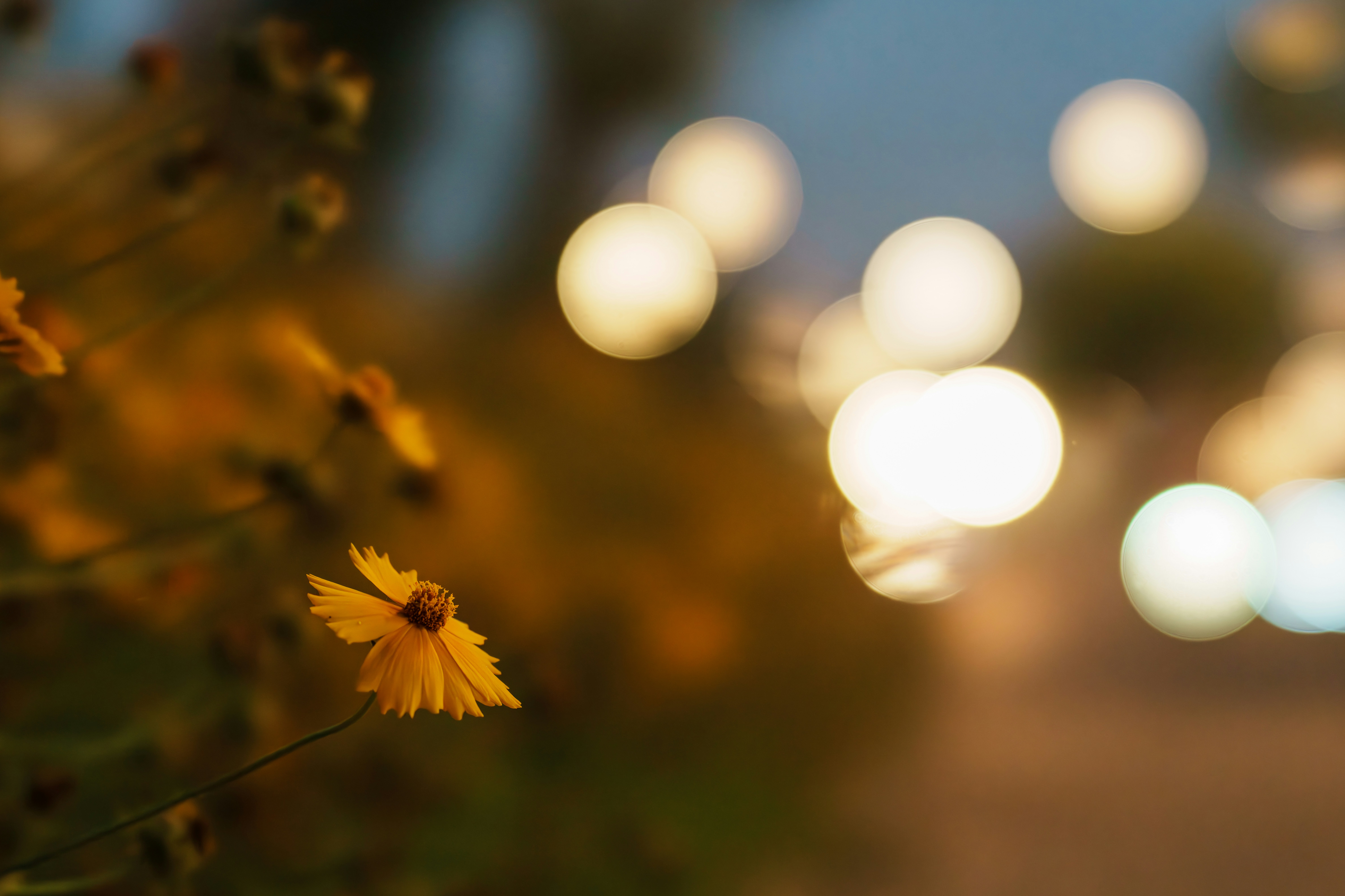 Sunlit Dandelion in Quiet Bokeh Nightscape