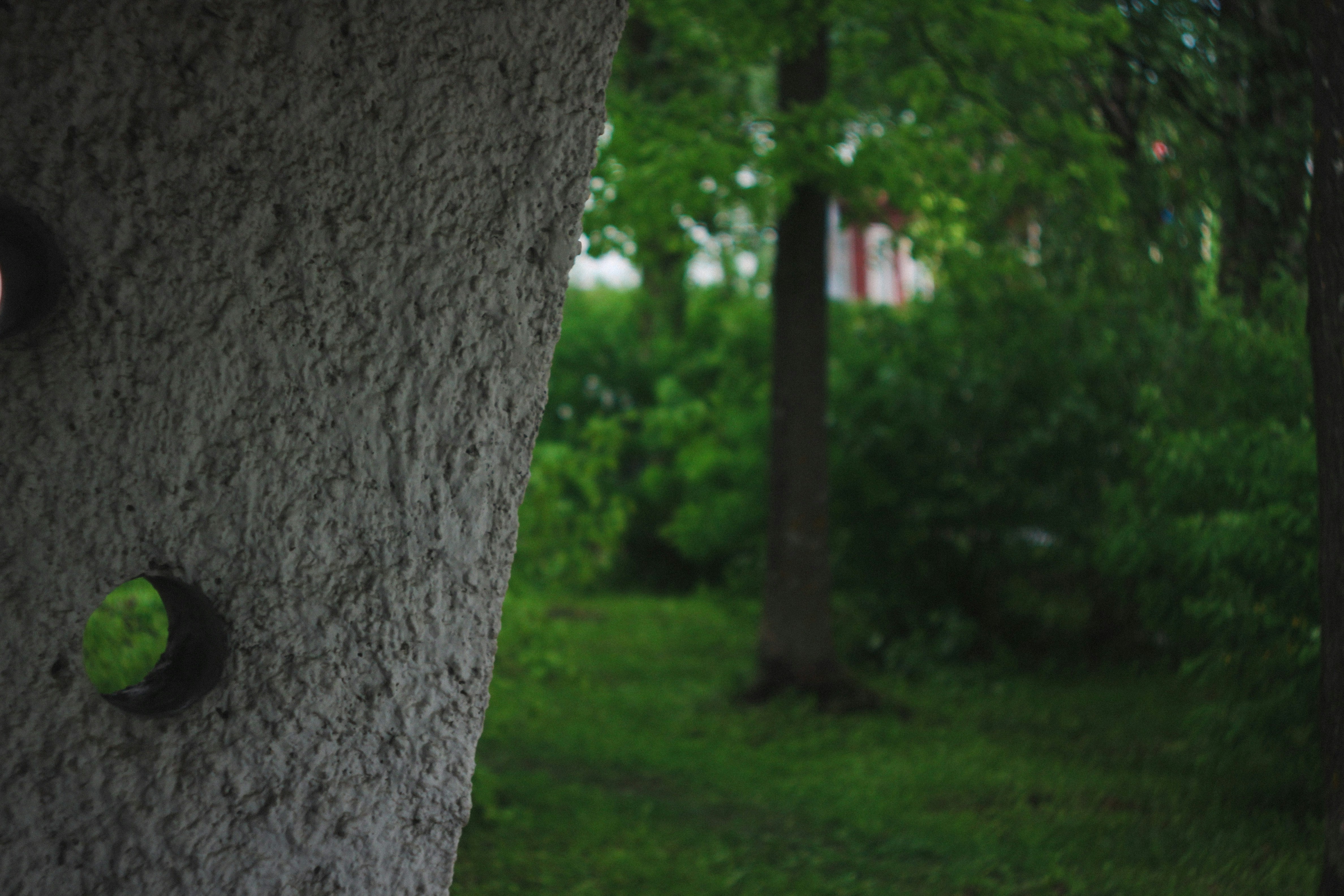 Whispering Trunk: A Quiet Forest Past the Wedge of Bark