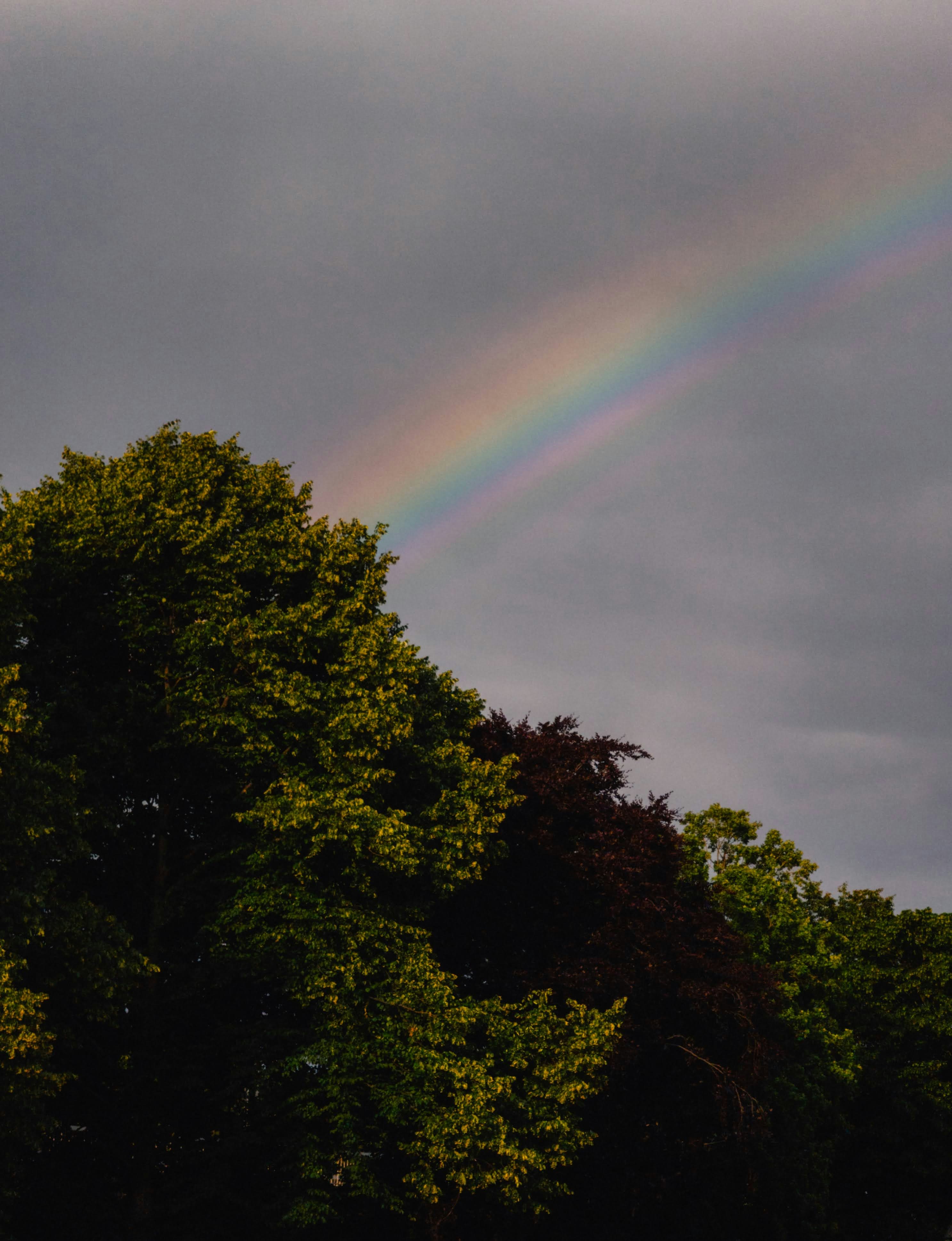 Rainbow over dark trees against a cloudy sky.