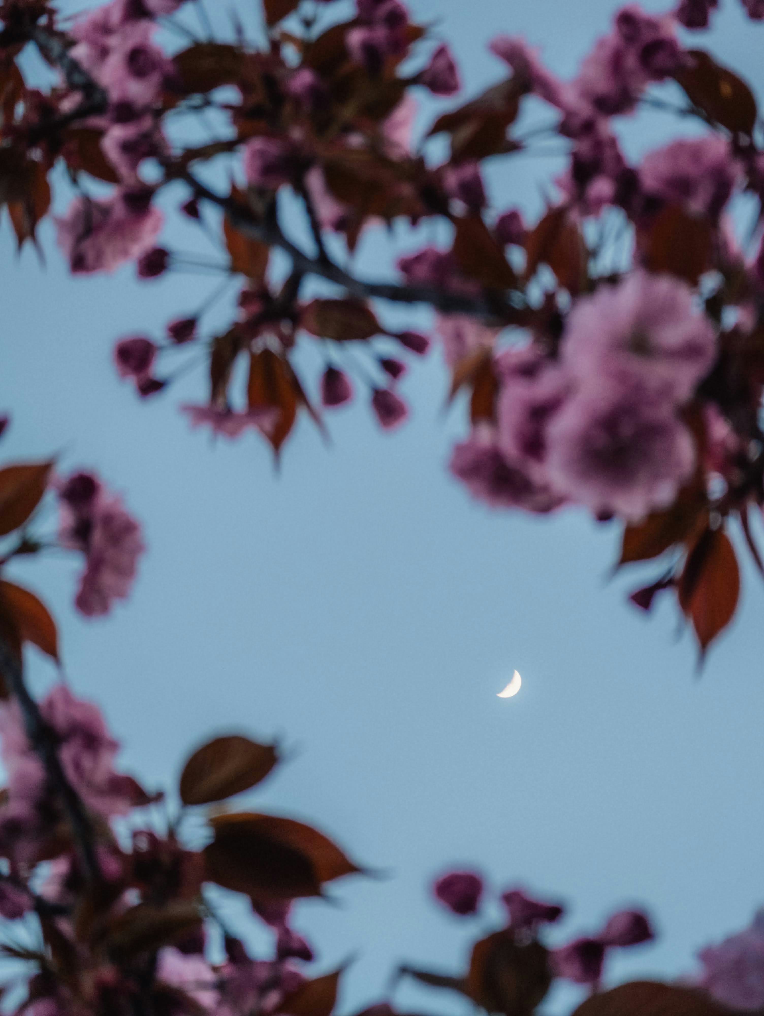 Crescent Moon Framed by Cherry Blossoms at Dusk