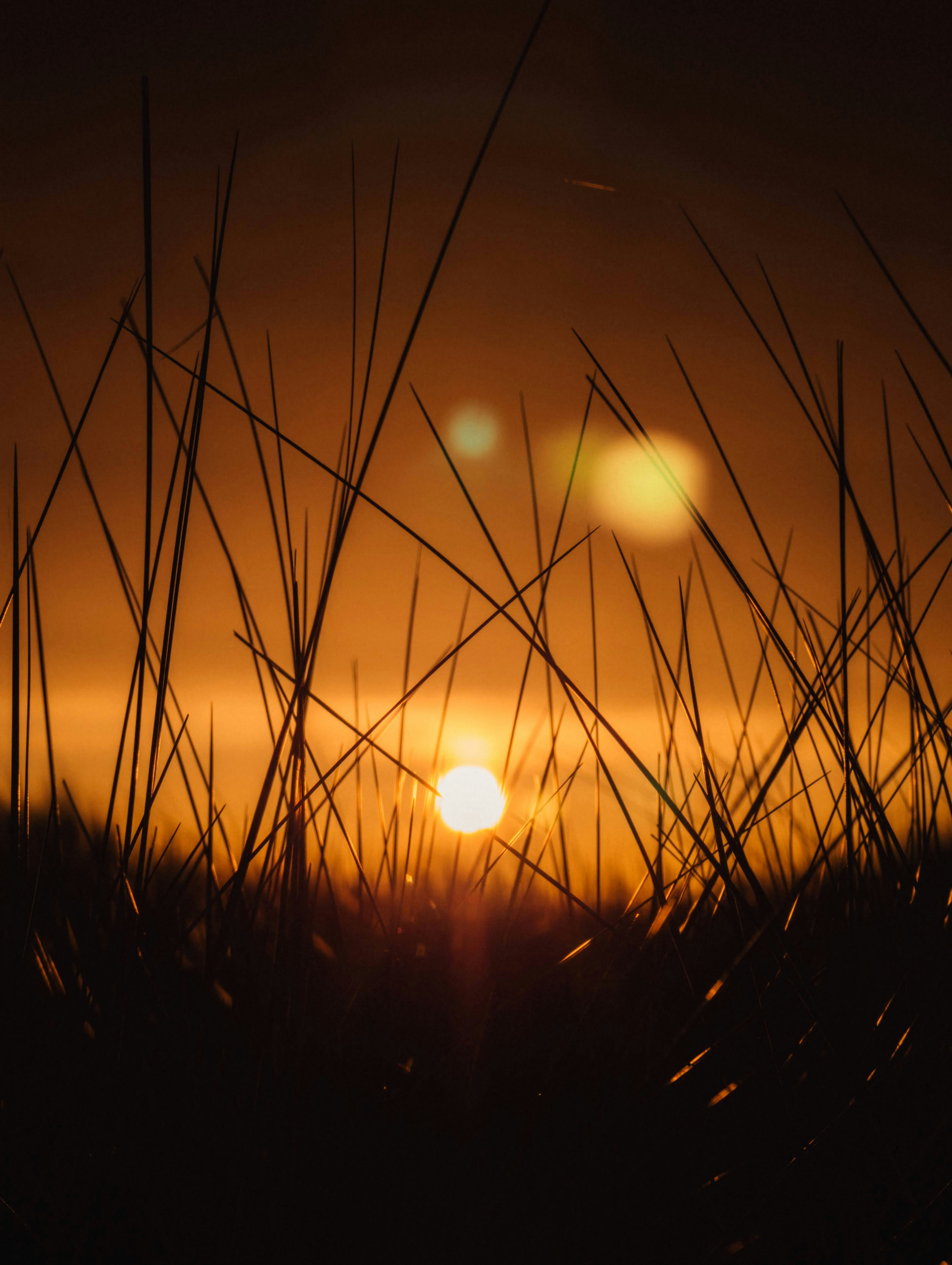 Sunlit Test of Grass: Golden Orbs Through Silhouetted Blades
