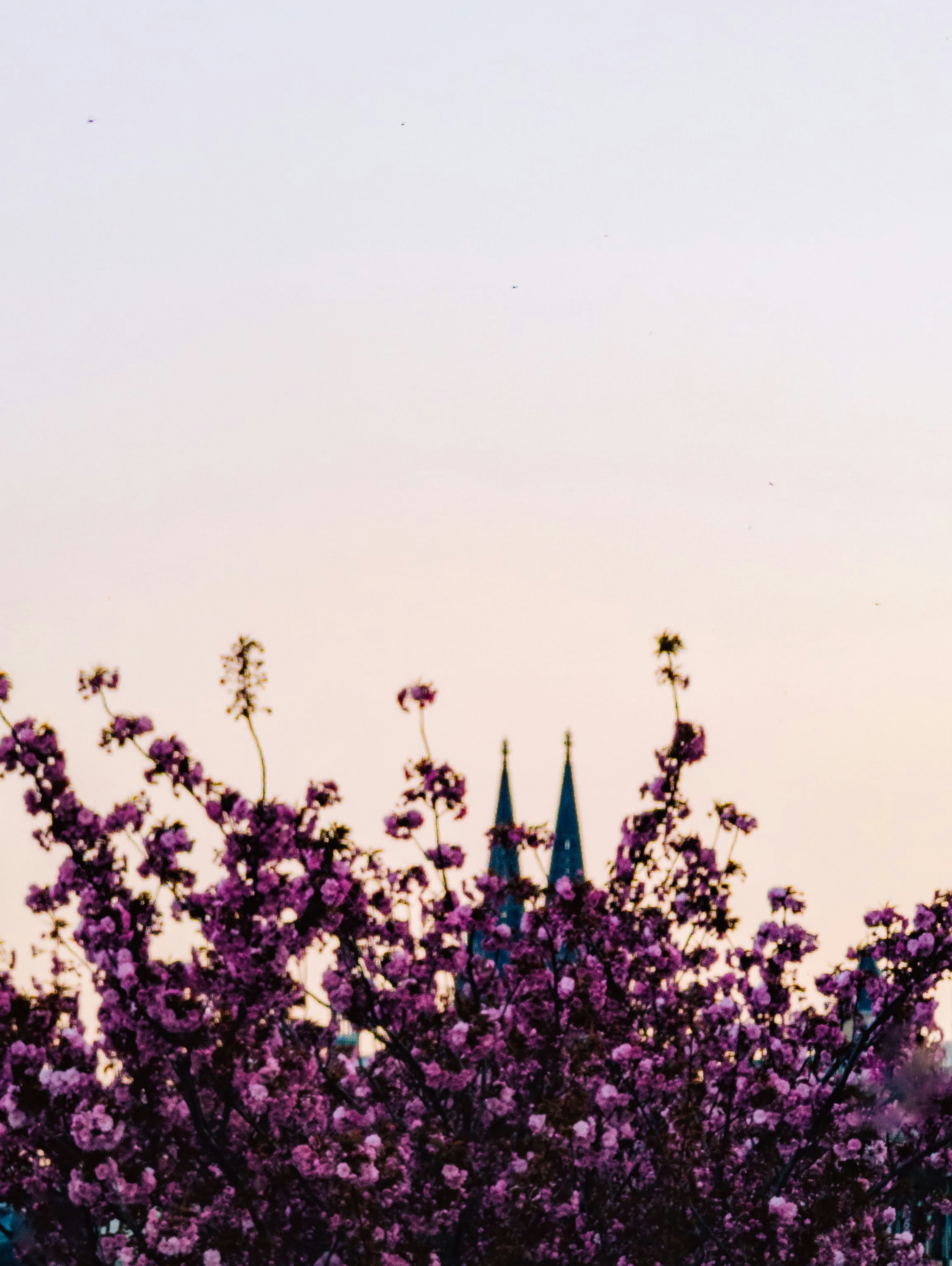 Blossoms Heralding Twilight Over Quiet Spires