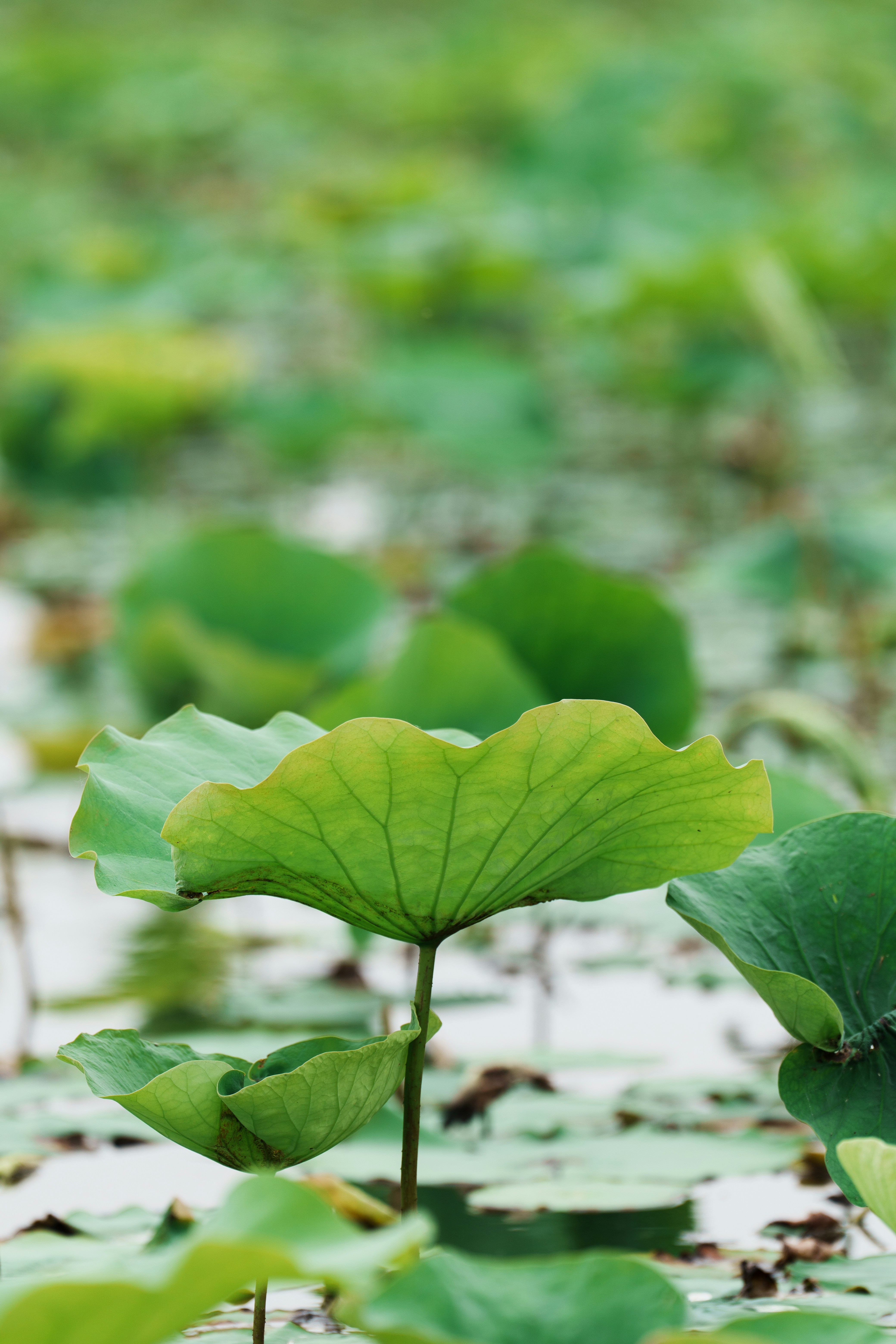 Lotus Terrace: a single leaf rises above a pond mosaic