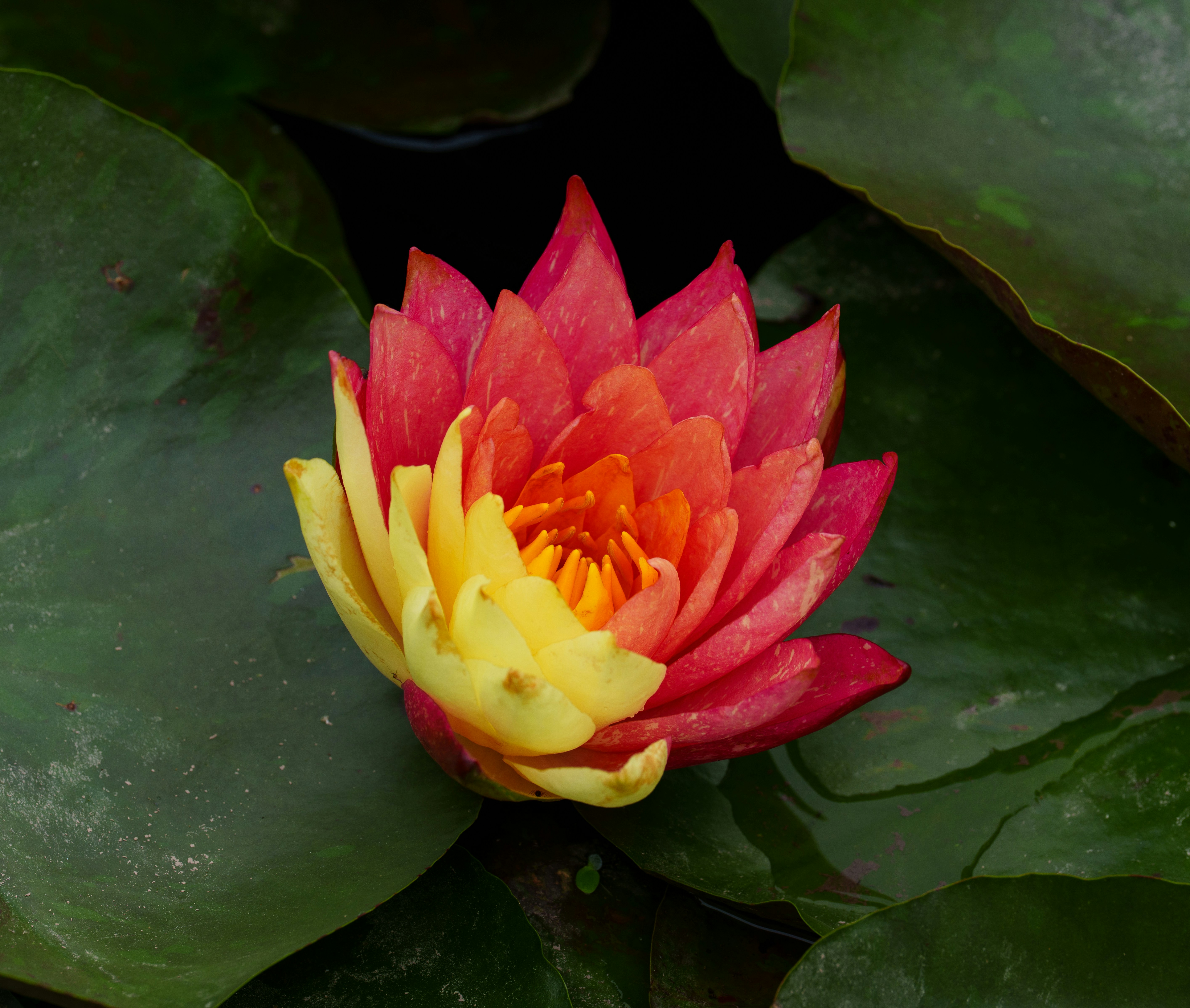 Sunlit Water Lily Bloom Among Broad Green Pads