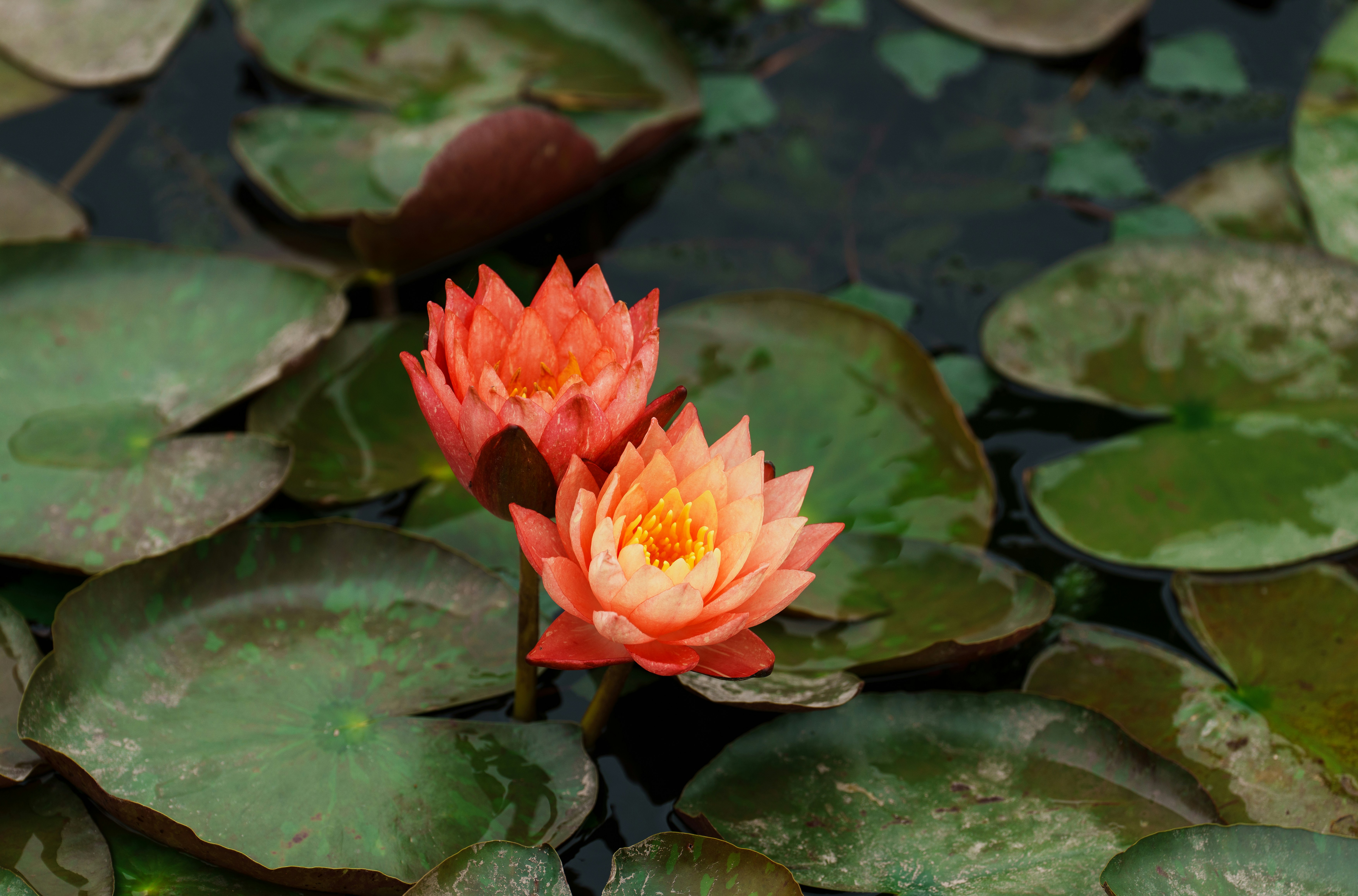Blooming salmon-pink water lilies amid a tranquil green pond