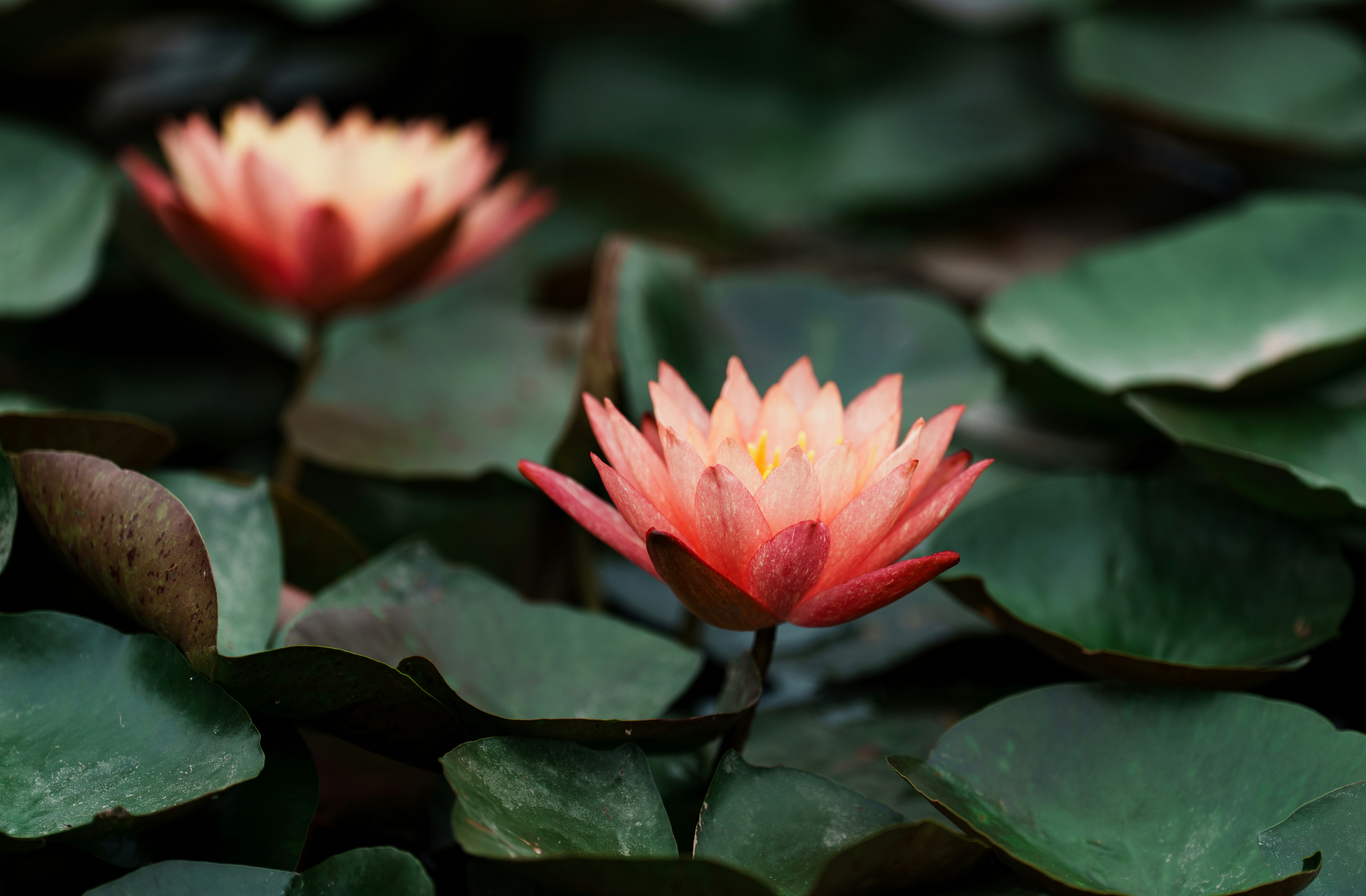 Coral Bloom Among Quiet Green Pads
