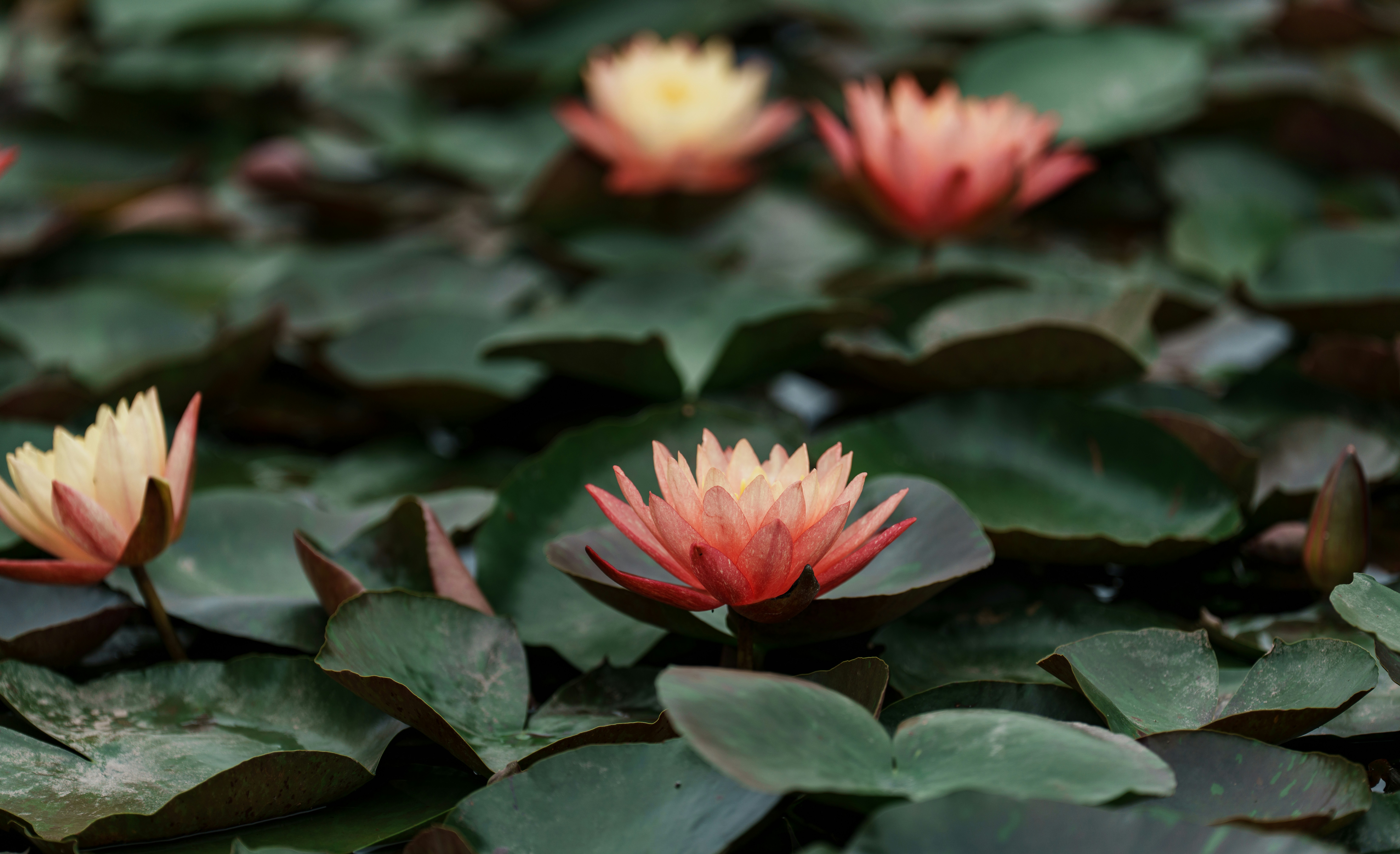 Orange and yellow water lilies blooming among green lily pads.