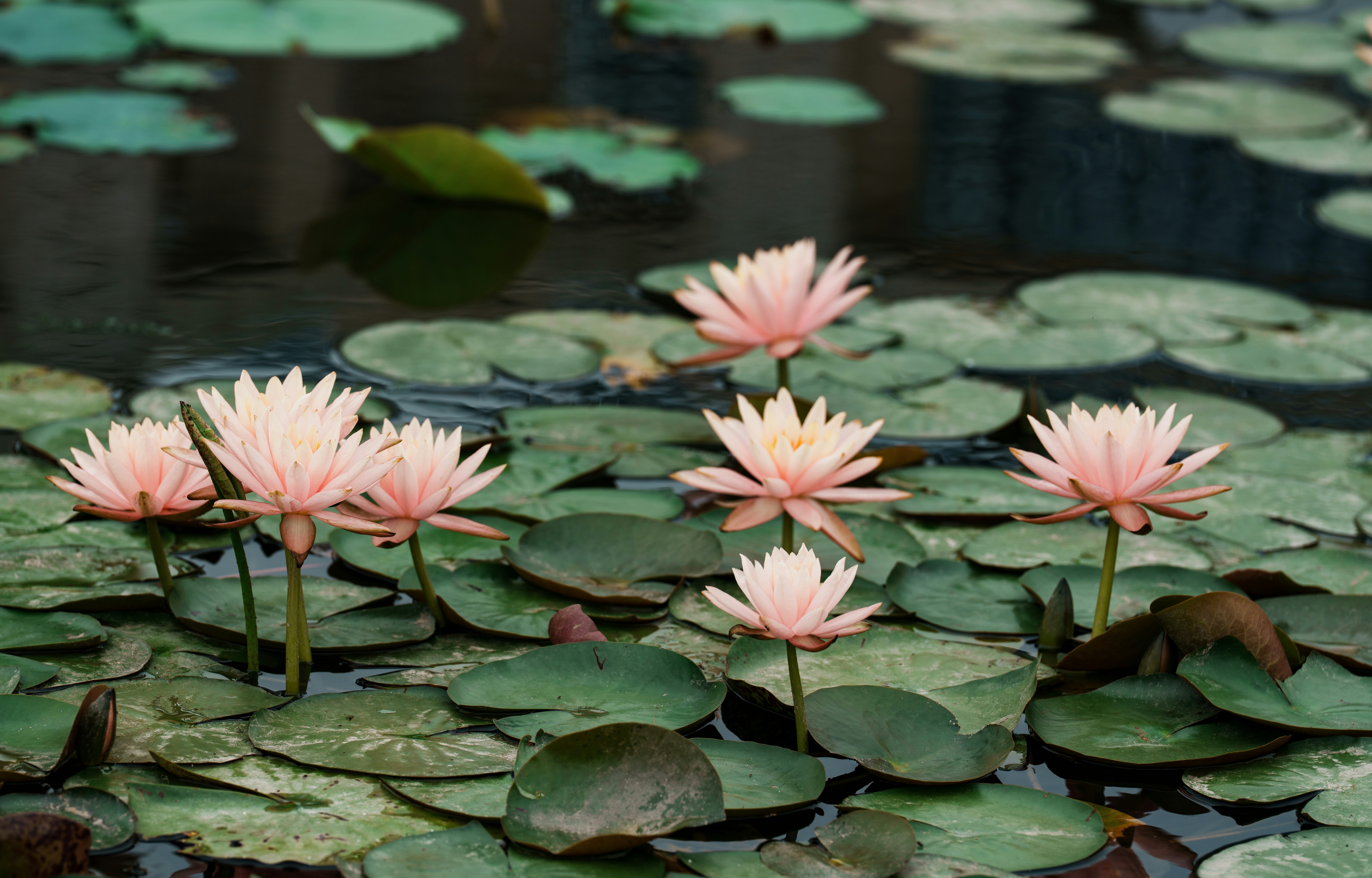 Pink Water Lilies in a Quiet Pond
