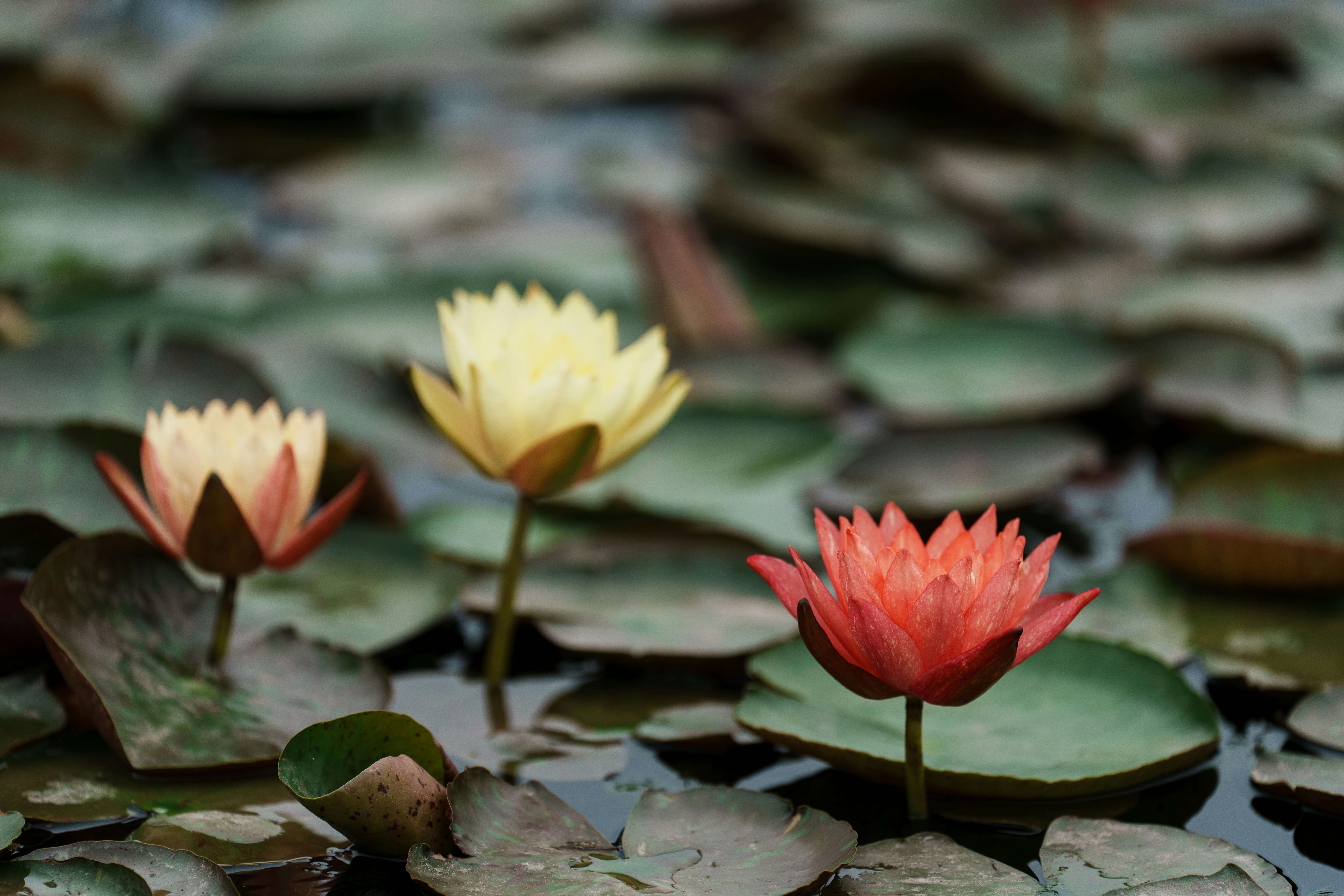Three Lily Buds Rise Above the Floating Pond
