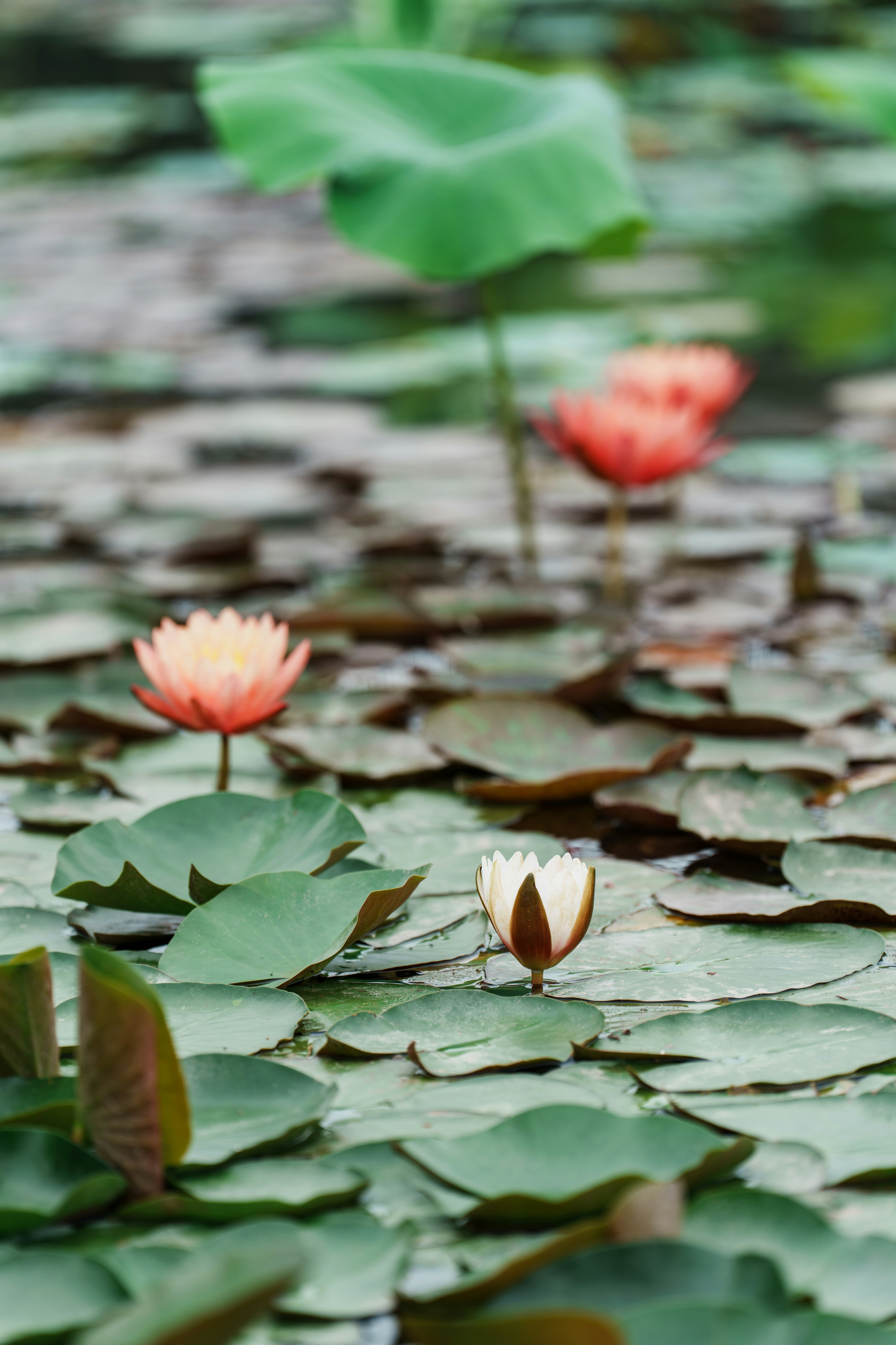 Floating Coral Lights on a Quiet Lily Lake