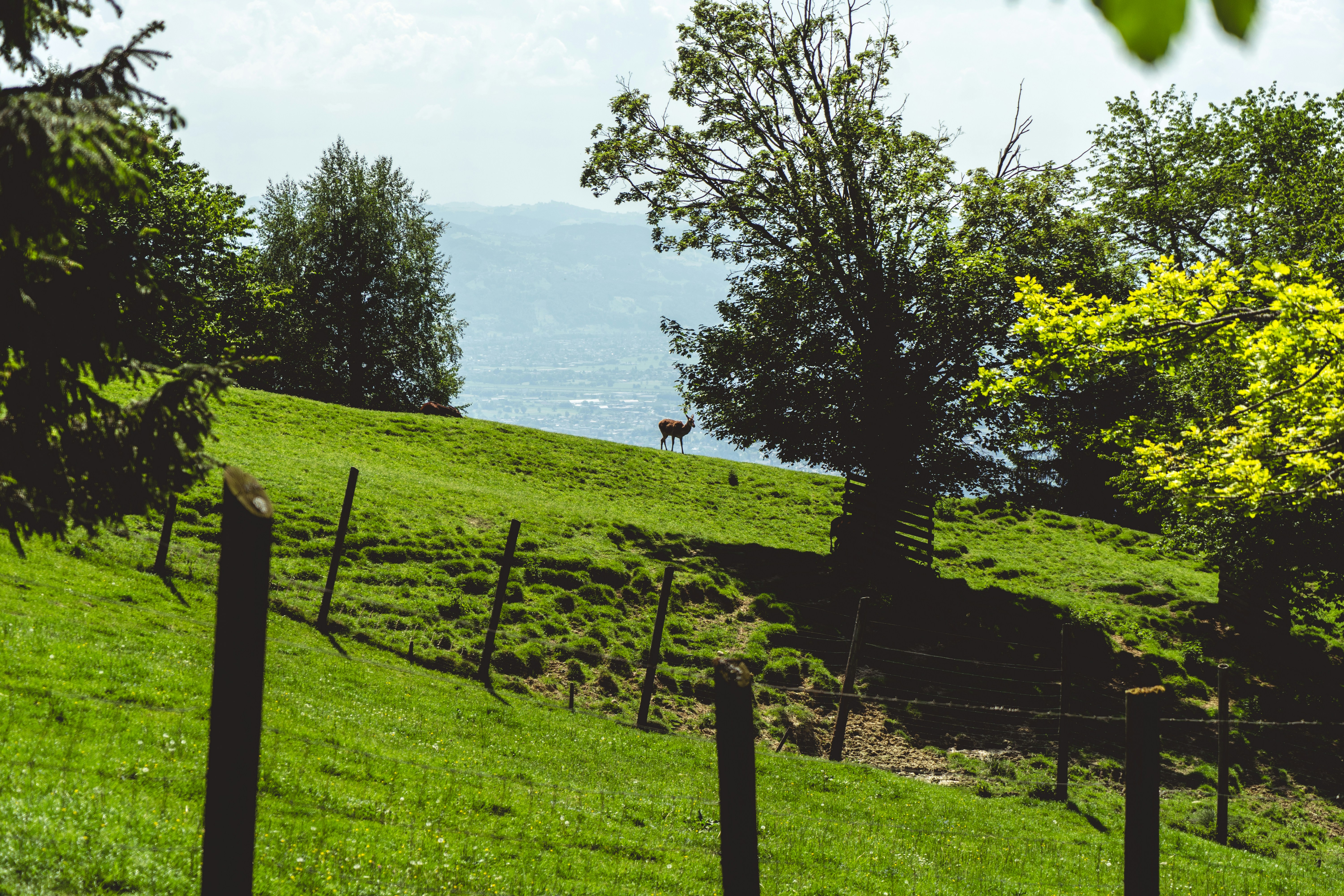 Pasture Overlook: Lone Deer Beneath a Sunlit Afton Hill