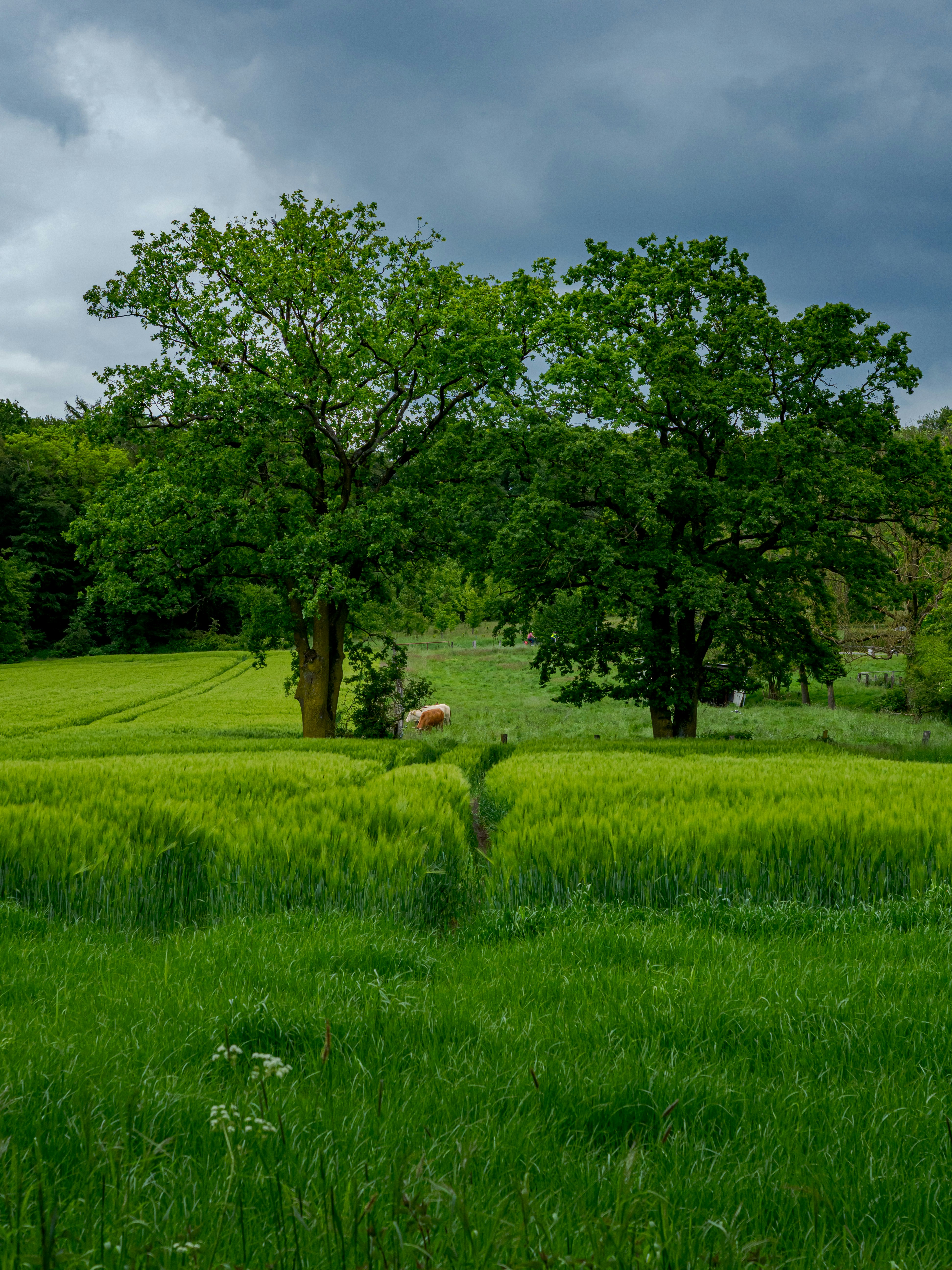 Sunlit Field with Mature Trees and a Grazing Cow