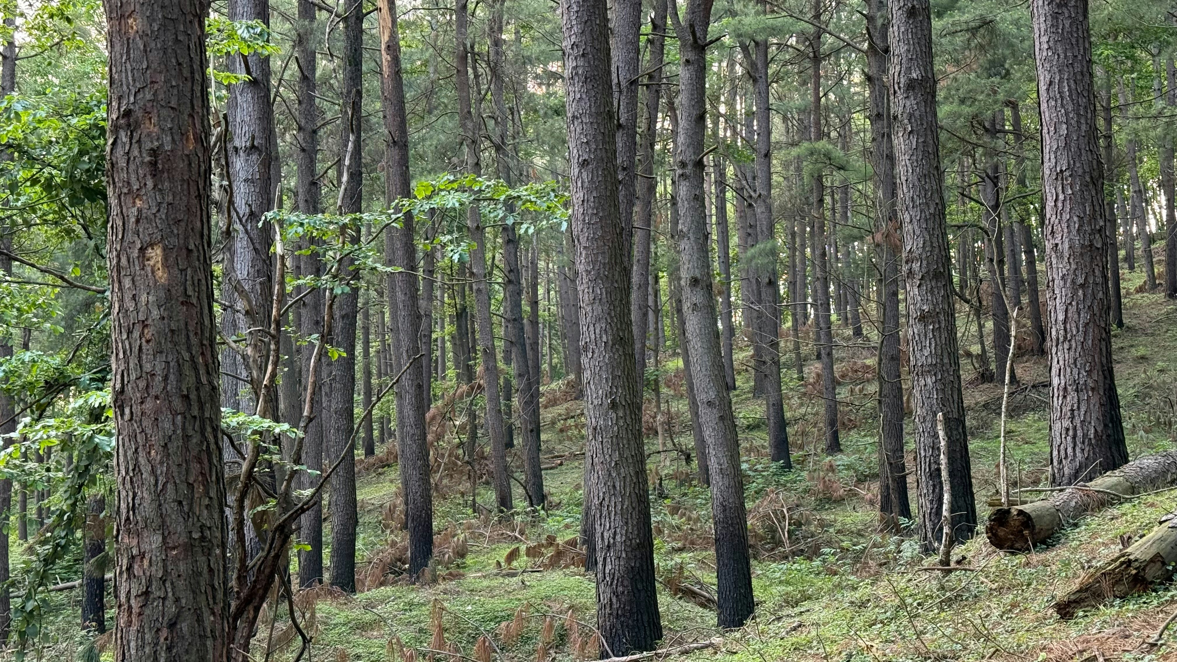 Mossy Pines Under Soft Dappled Light