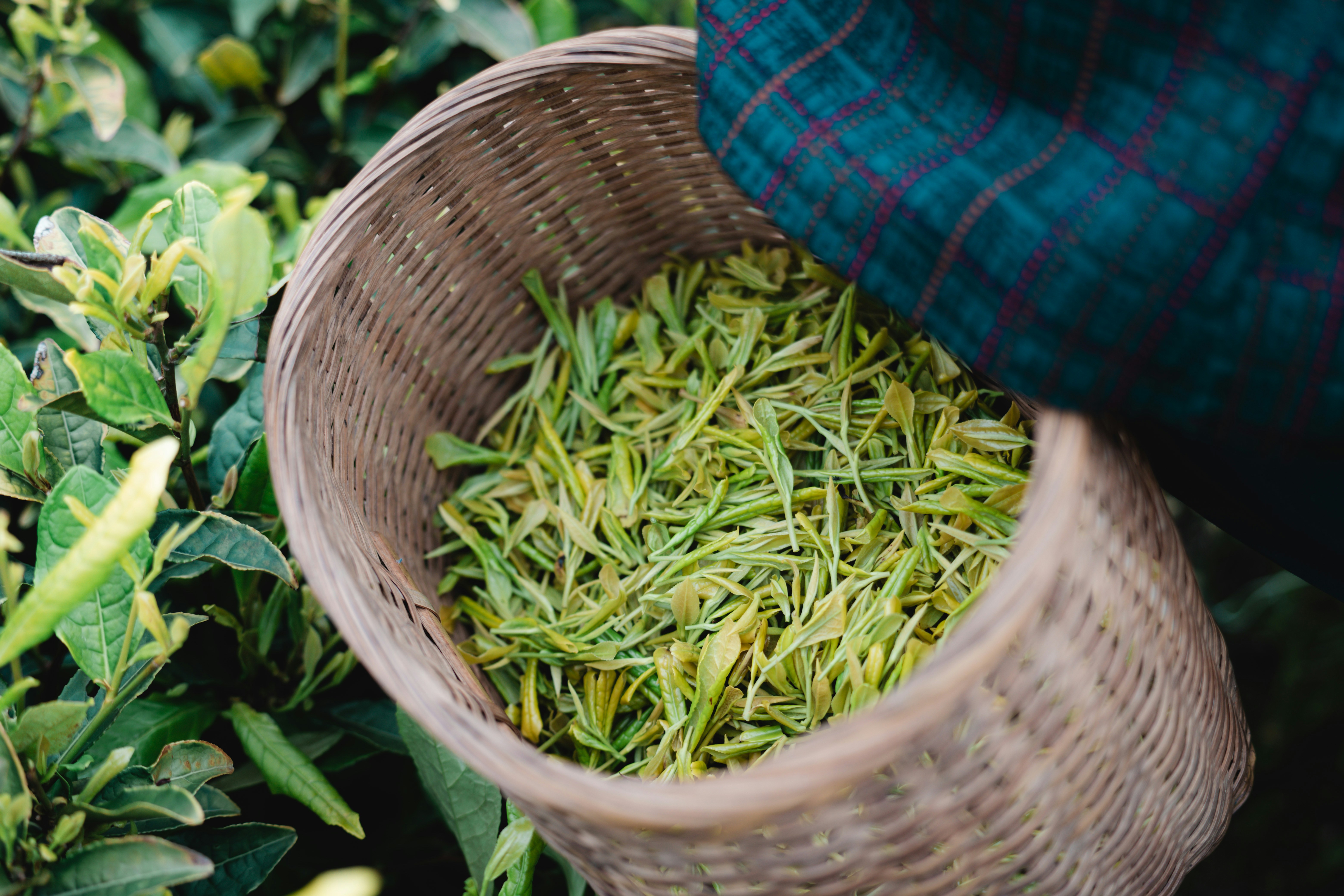 Basket of tea leaves under a plaid cloth