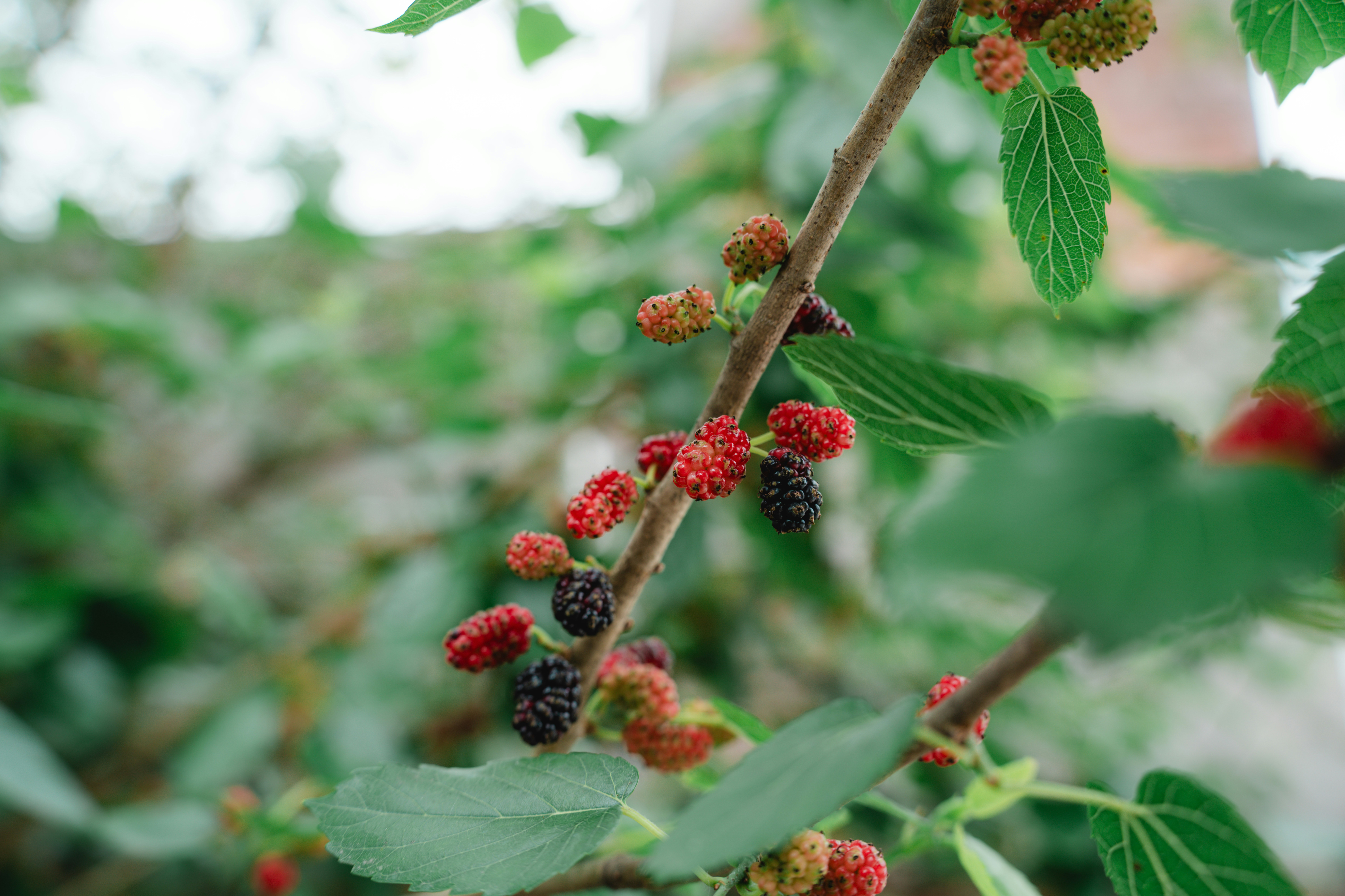 Ripe to Reach: A Cluster of Mulberries on a Sunlit Branch