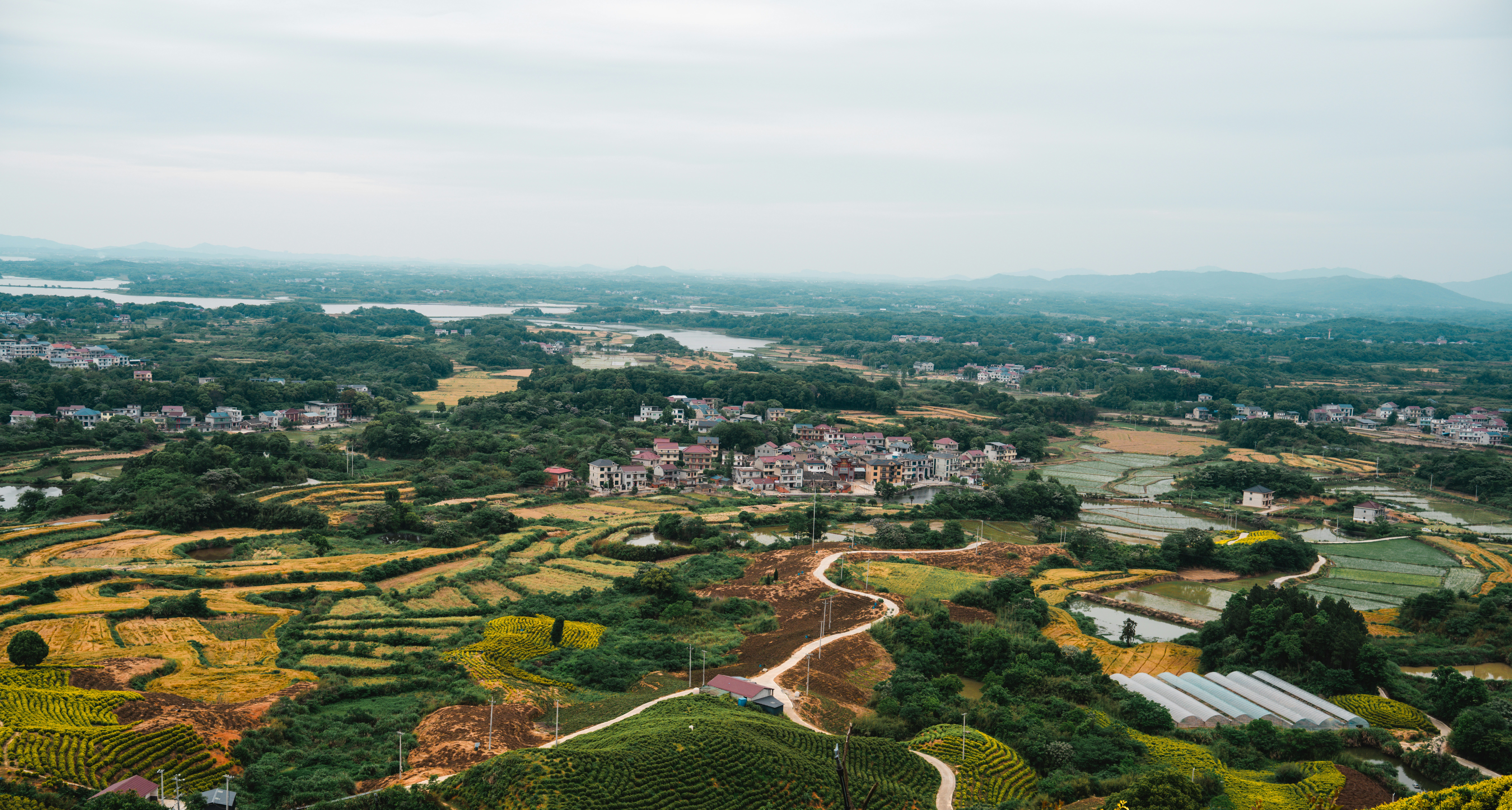 Terraced Fields Kissed by Morning Light: An Aerial Panorama