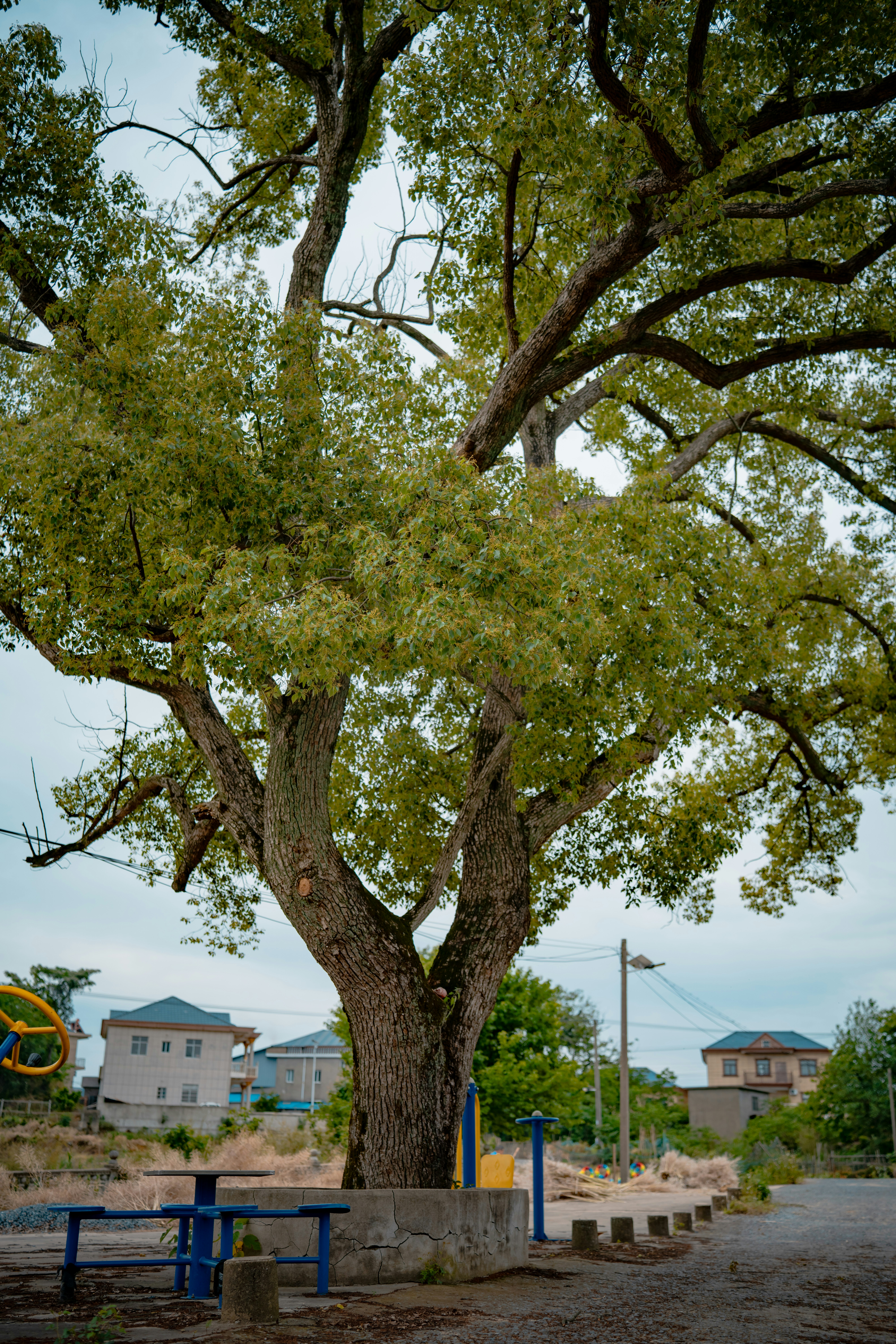 Old Oak Standing Over a Quiet Suburban Park