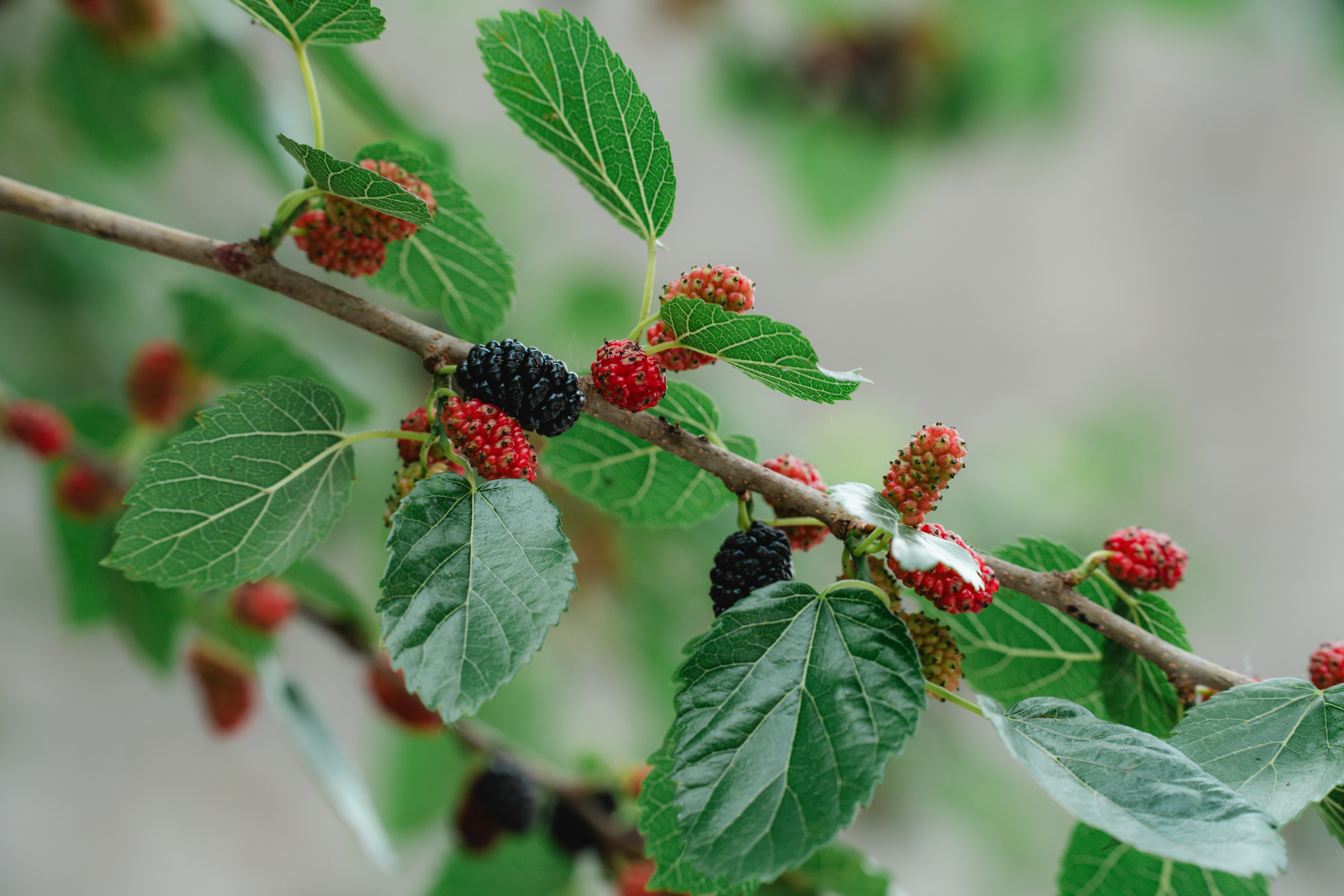 Juicy Berries on a Lithe Branch