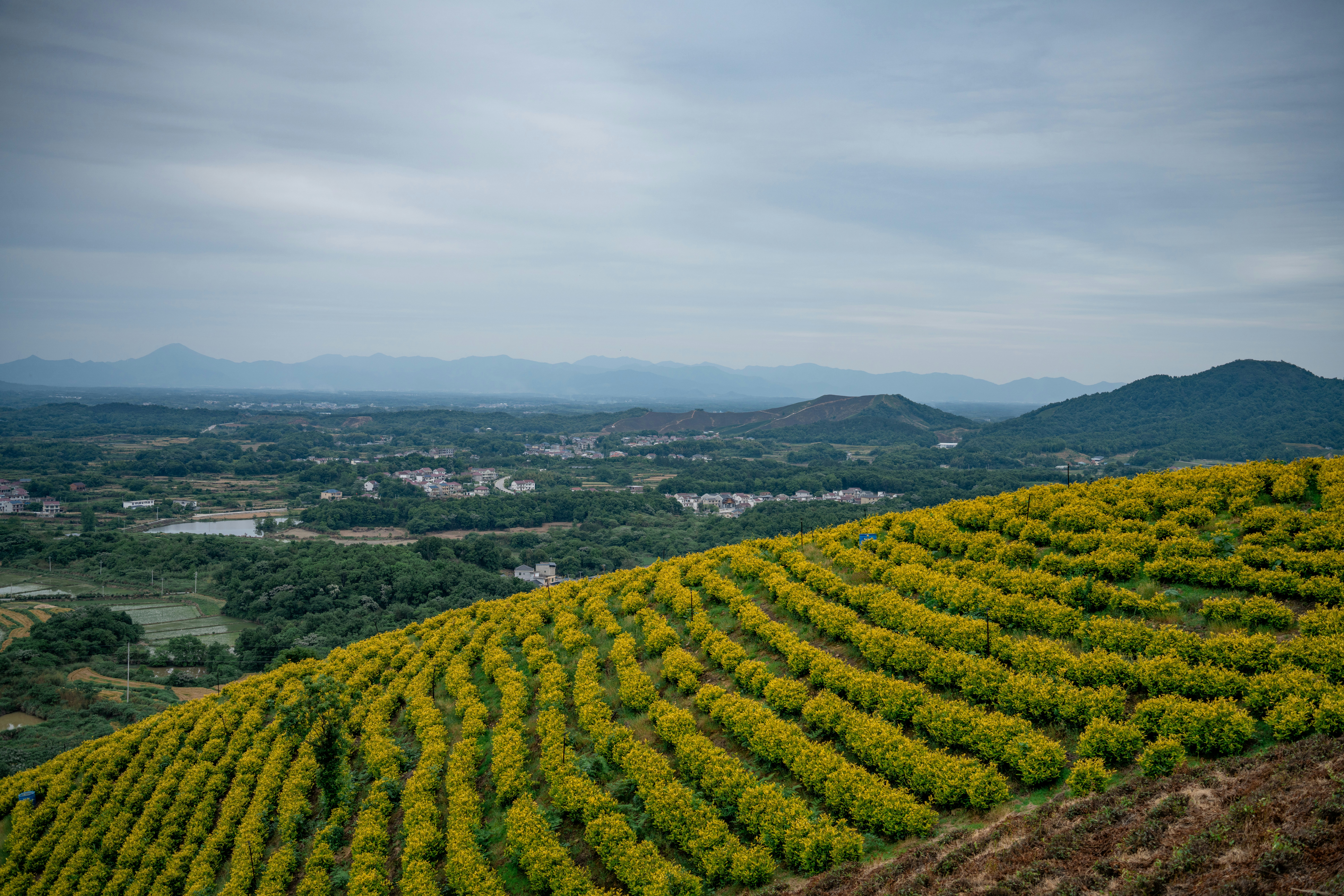 Terraced Golden Bloom: Hillside Rows Leading to Distant Blue Hills