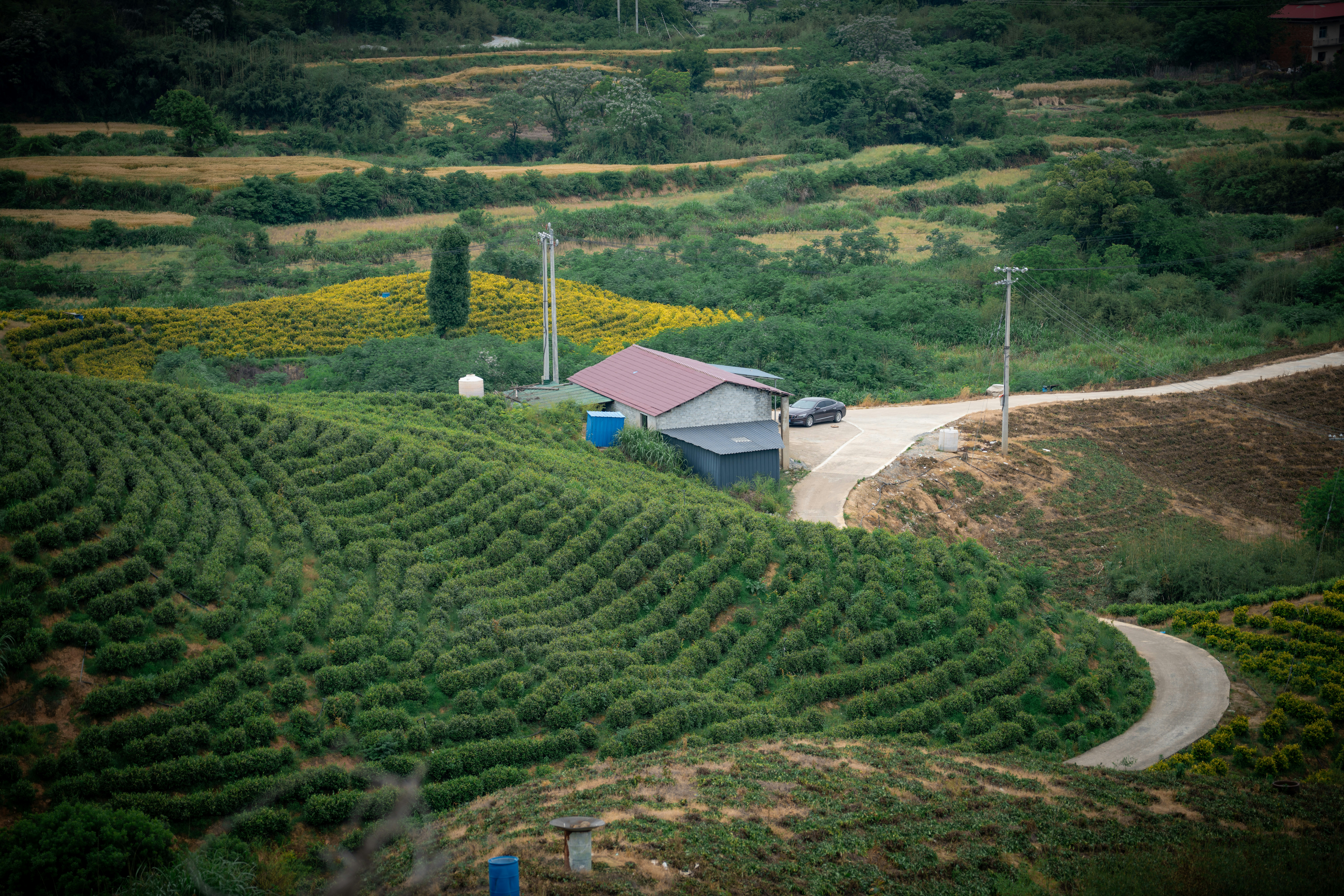 Curved Tea Terraces Meet a Quiet Farmstead