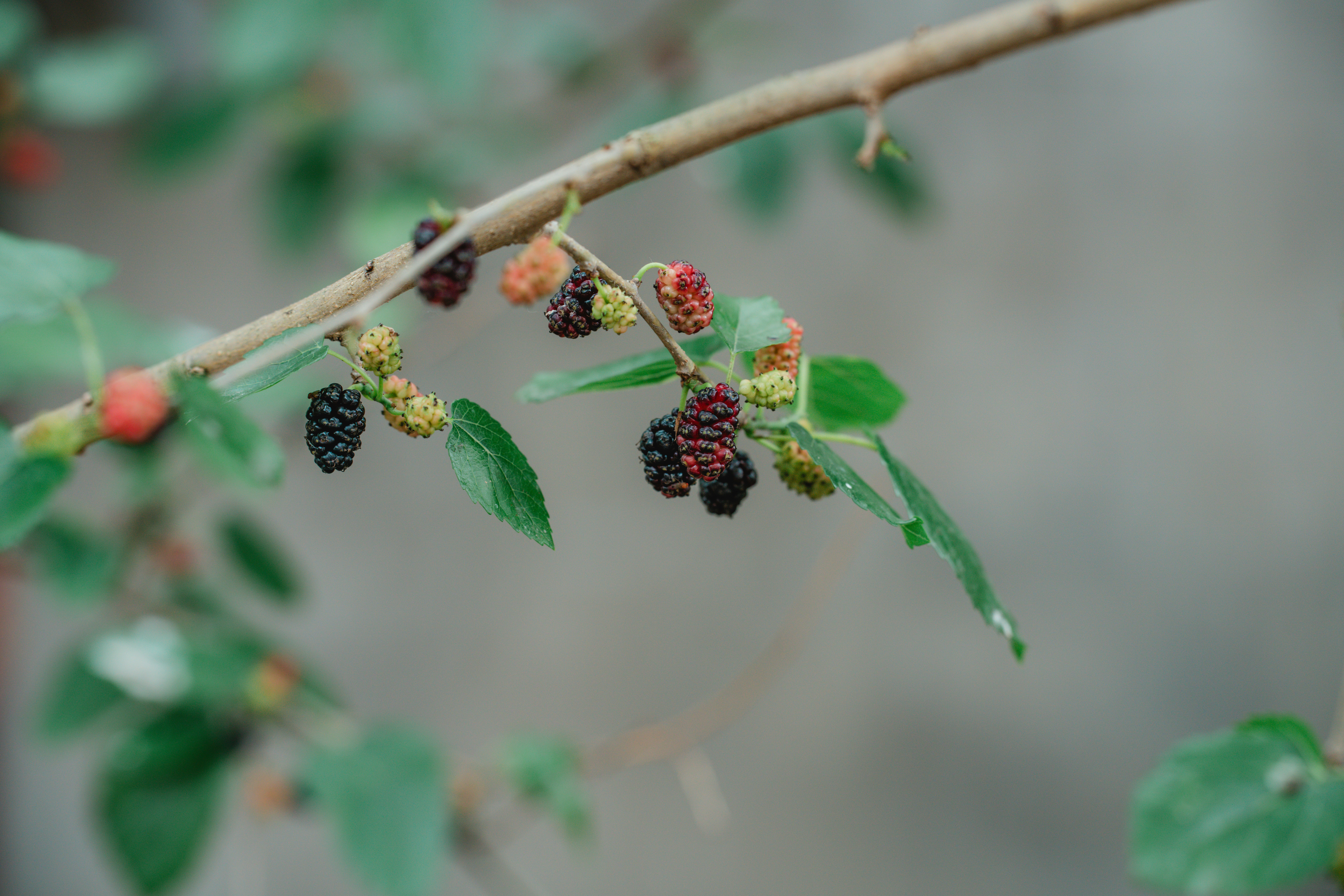 Colored berries on a thin branch blur against a soft gray backdrop