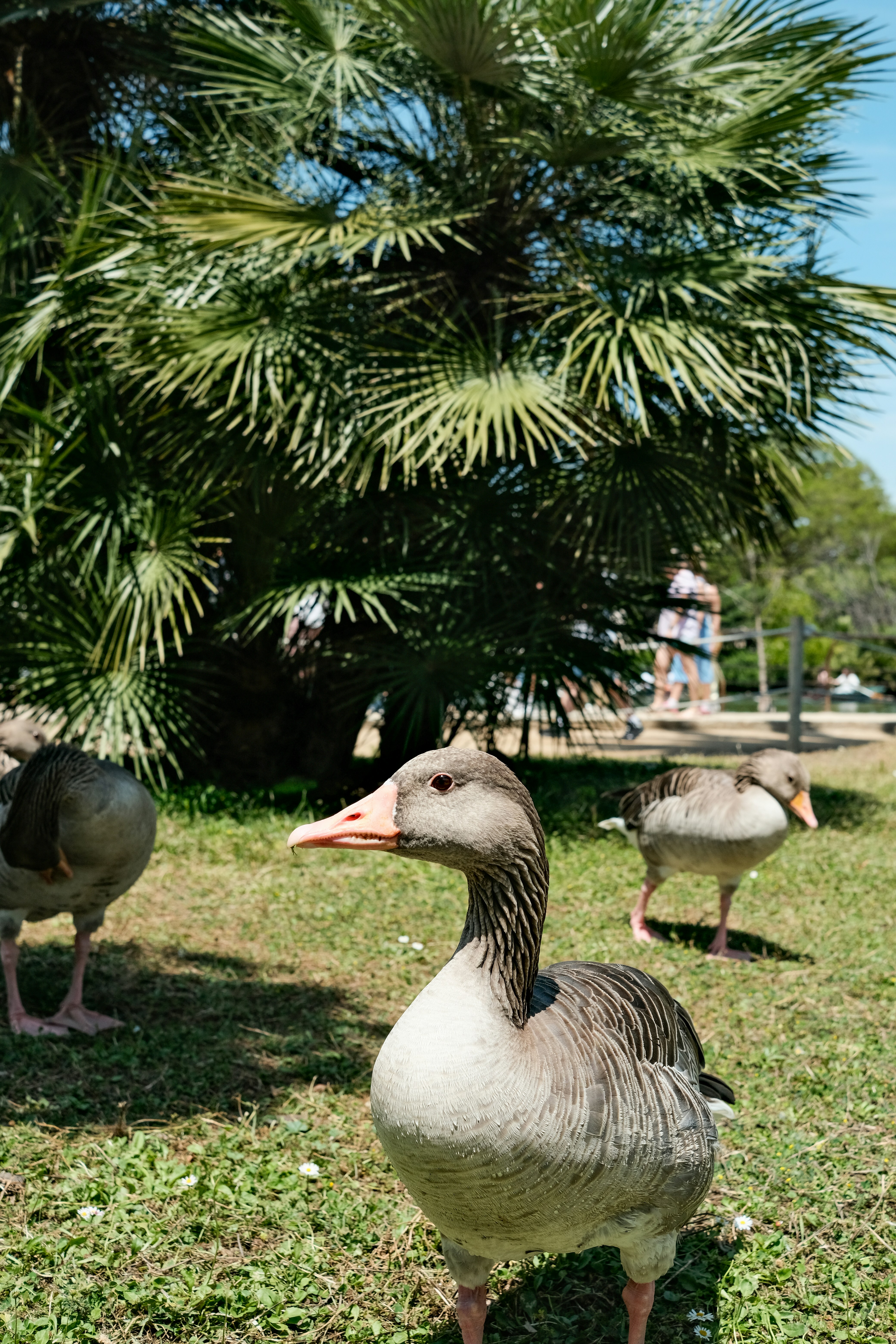 Garden Paddock: A Greylag Goose Roams under Palms