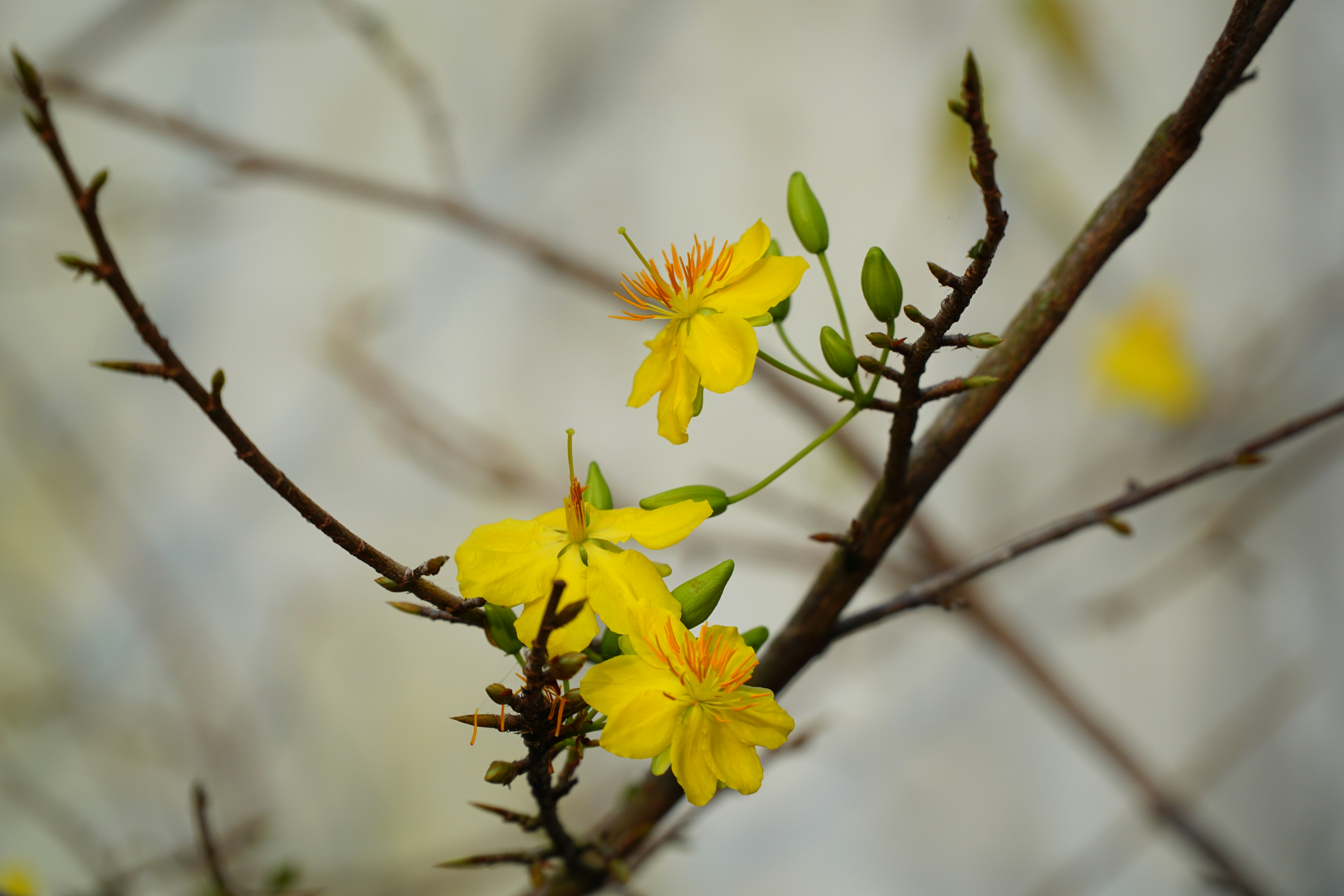 Yellow blossom duet on a thorny twig against a blurred spring background