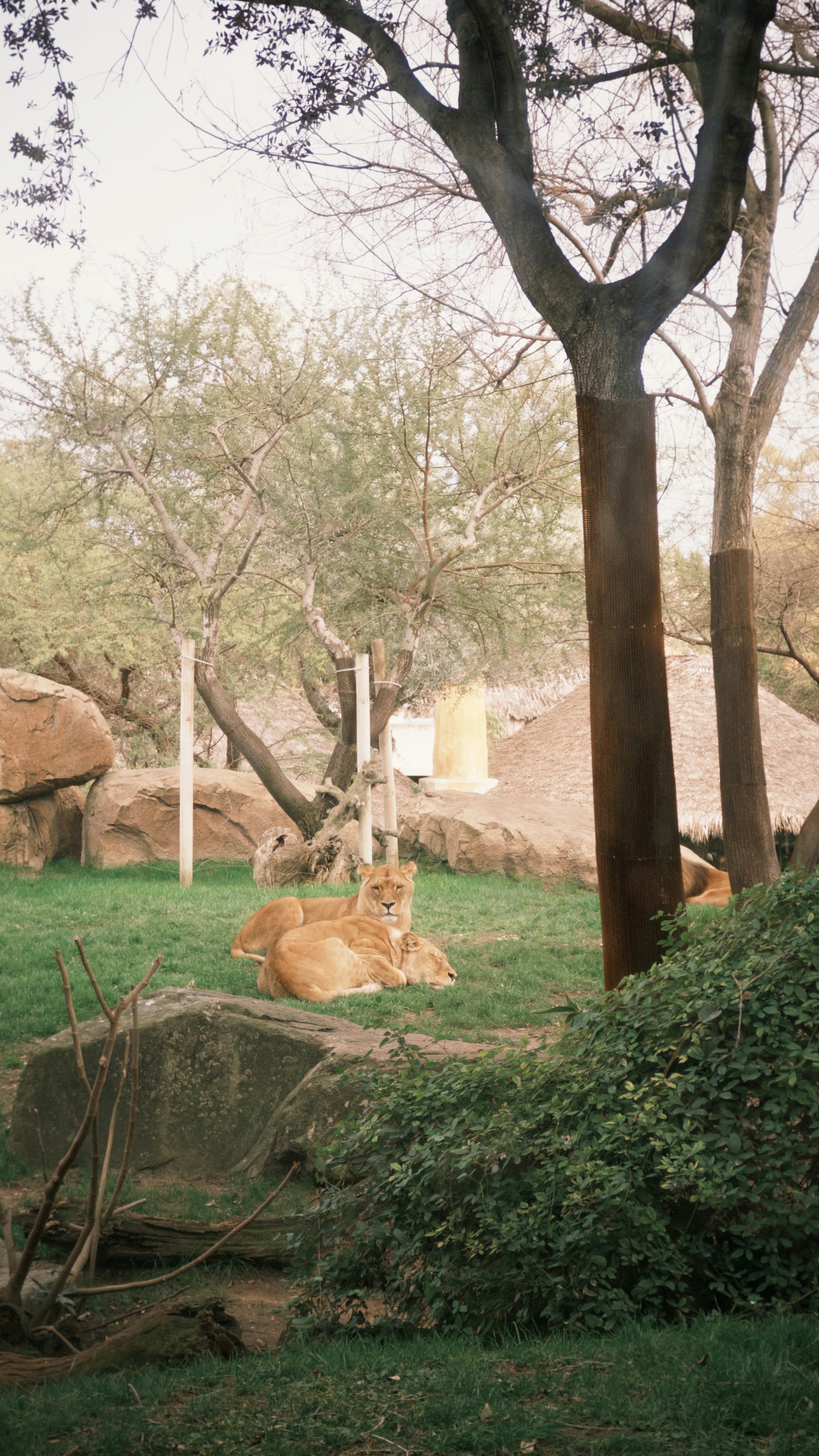 Lone Lioness Resting Beneath a Tree in a Quiet Campus Garden